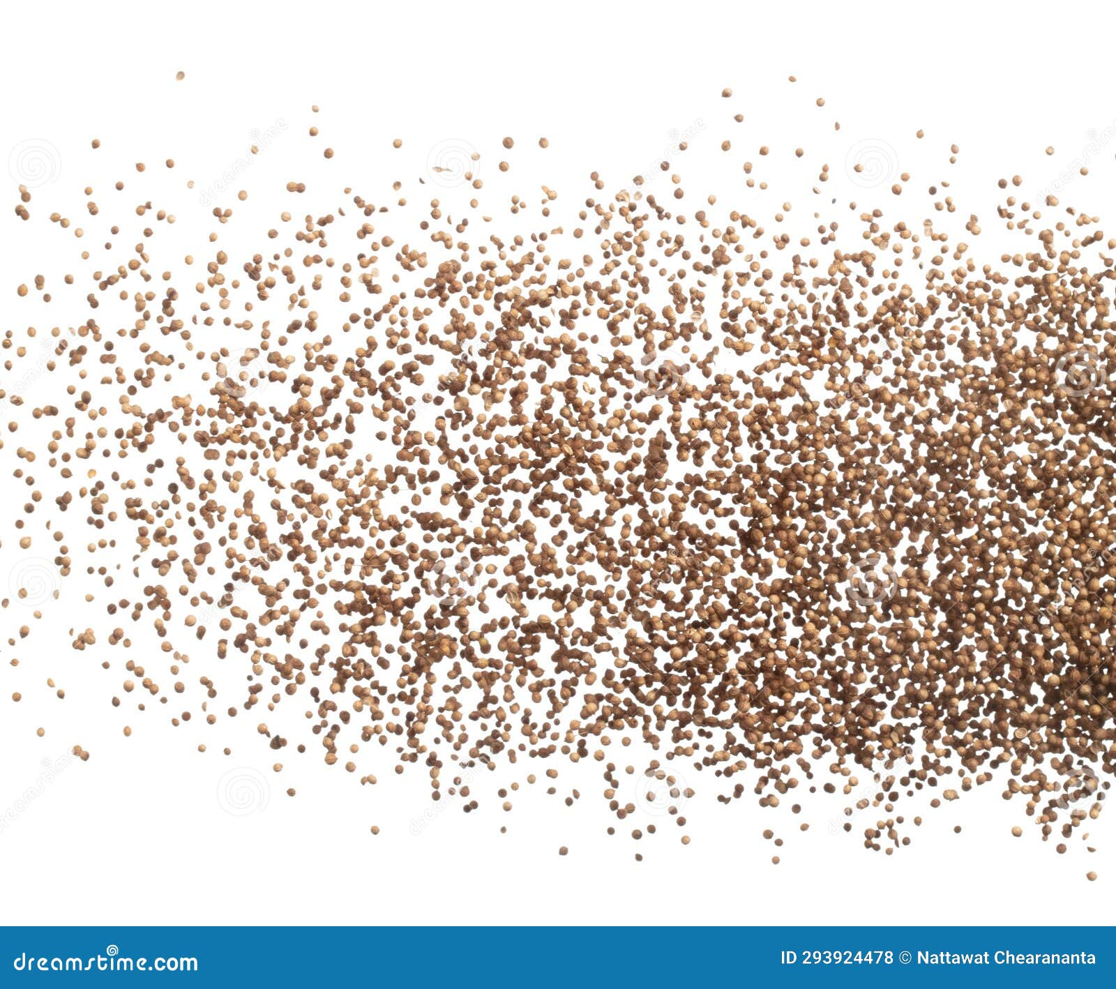 Coriander Seed Fall Down in Group, Brown Coriander Seed Float Explode ...