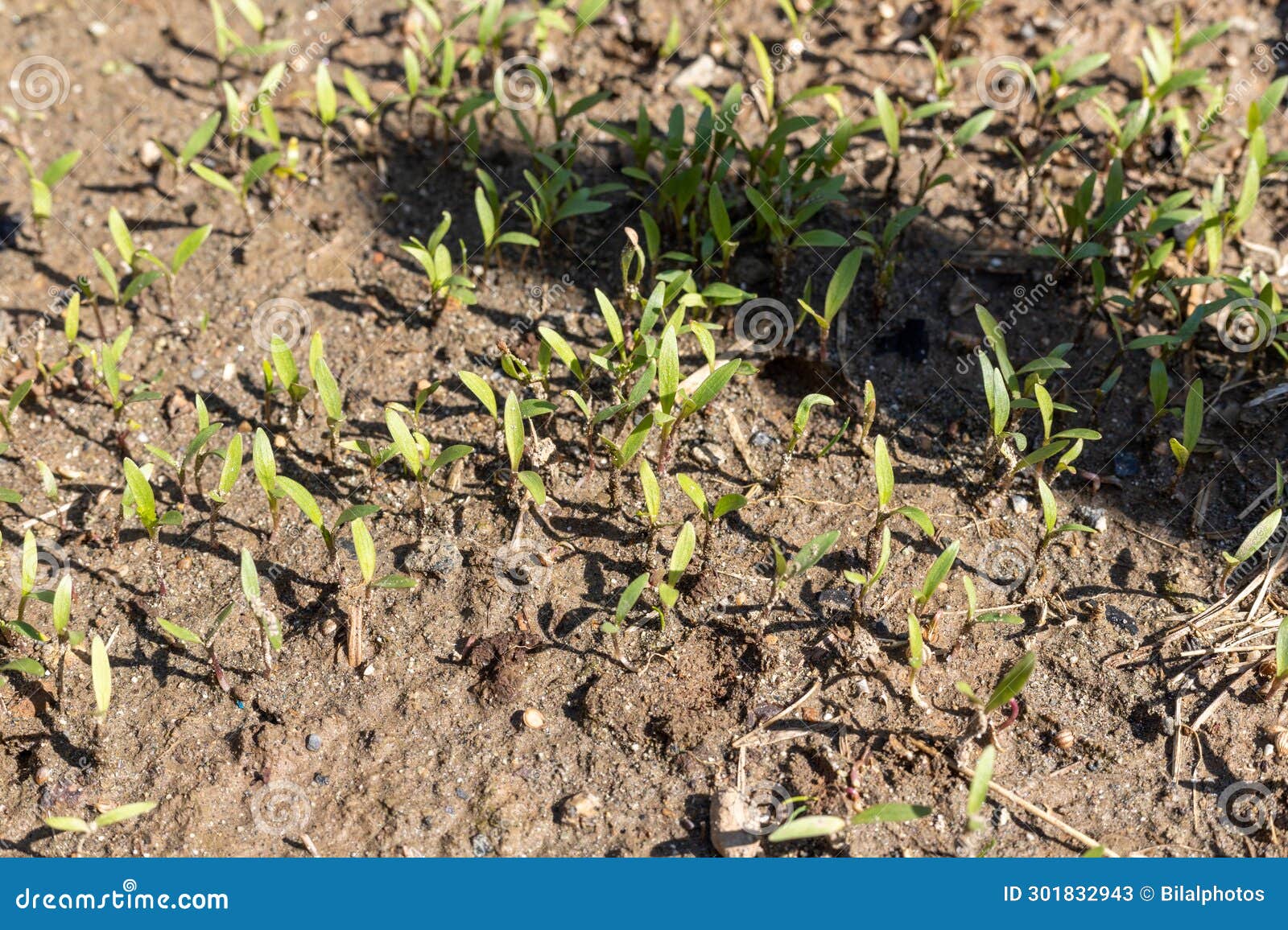 Coriander Seeds Germinate Closeup View Stock Image - Image of organic ...