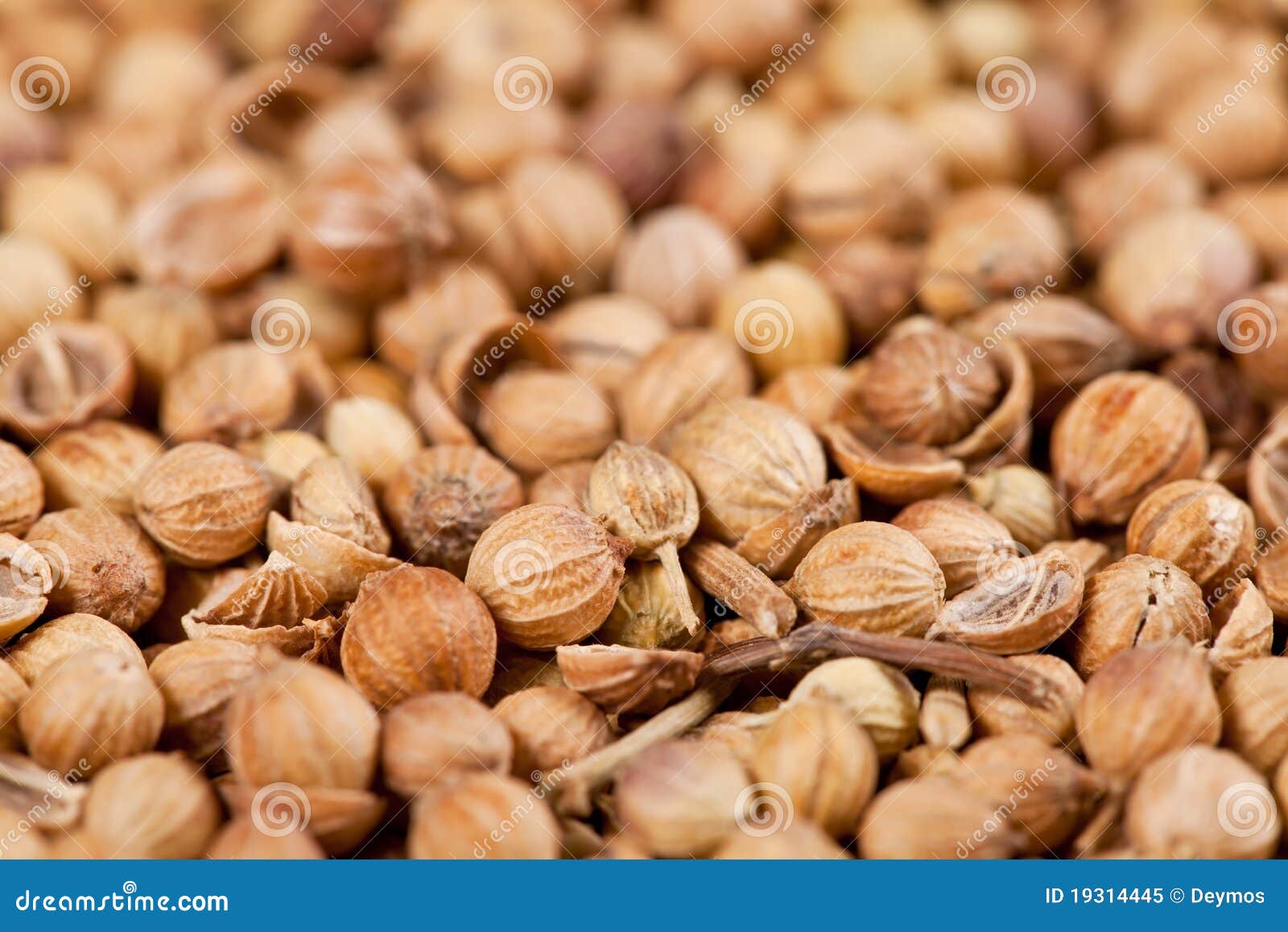 Coriander seeds, side view stock image. Image of close - 19314445