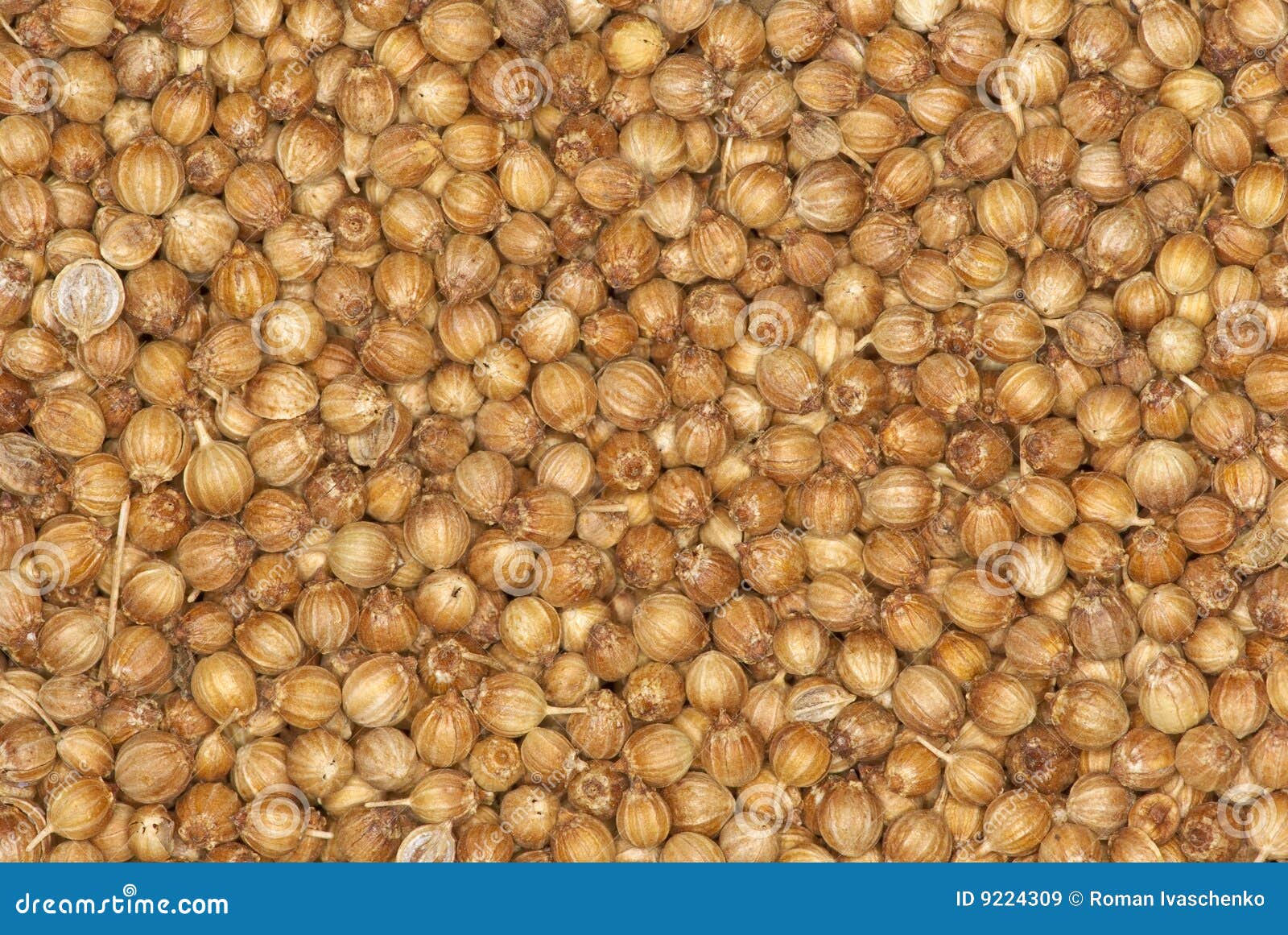 Coriander Seeds Spice Background Stock Image - Image of close, spices ...