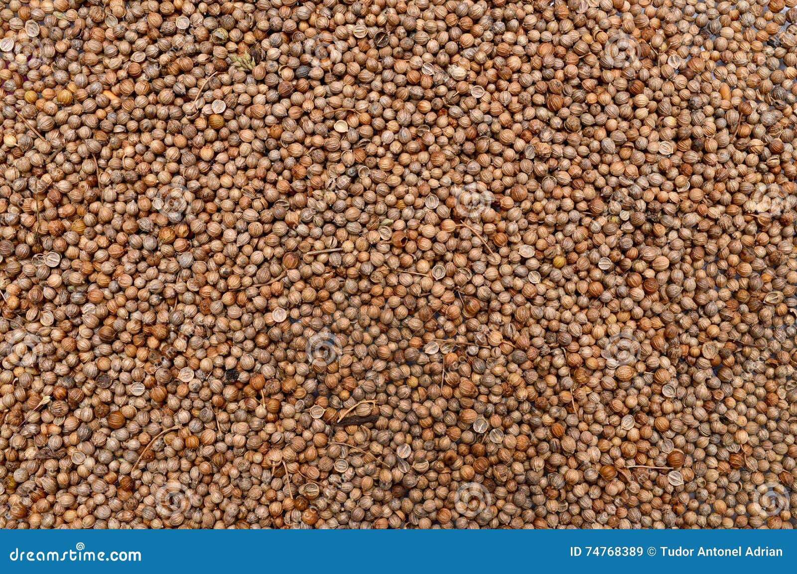 Coriander seeds texture stock image. Image of cook, ingredient - 74768389