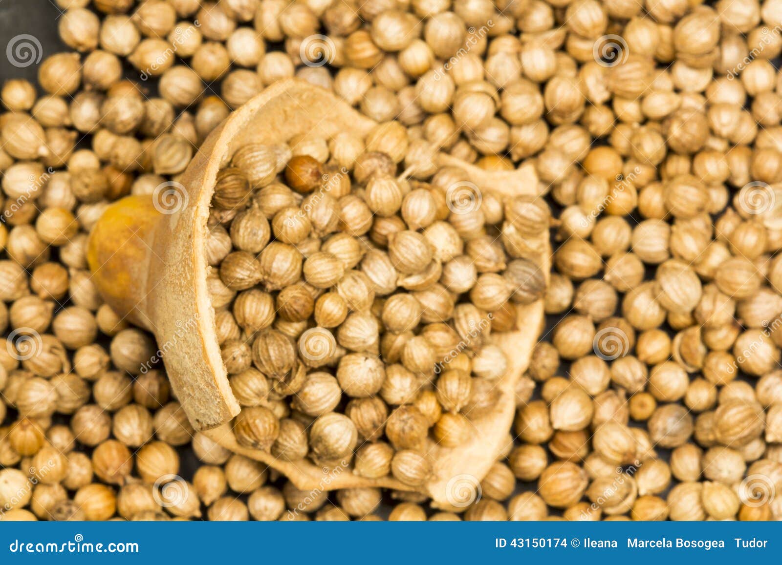 Coriander Seeds Texture with Dried Shell on Black Stock Photo - Image ...
