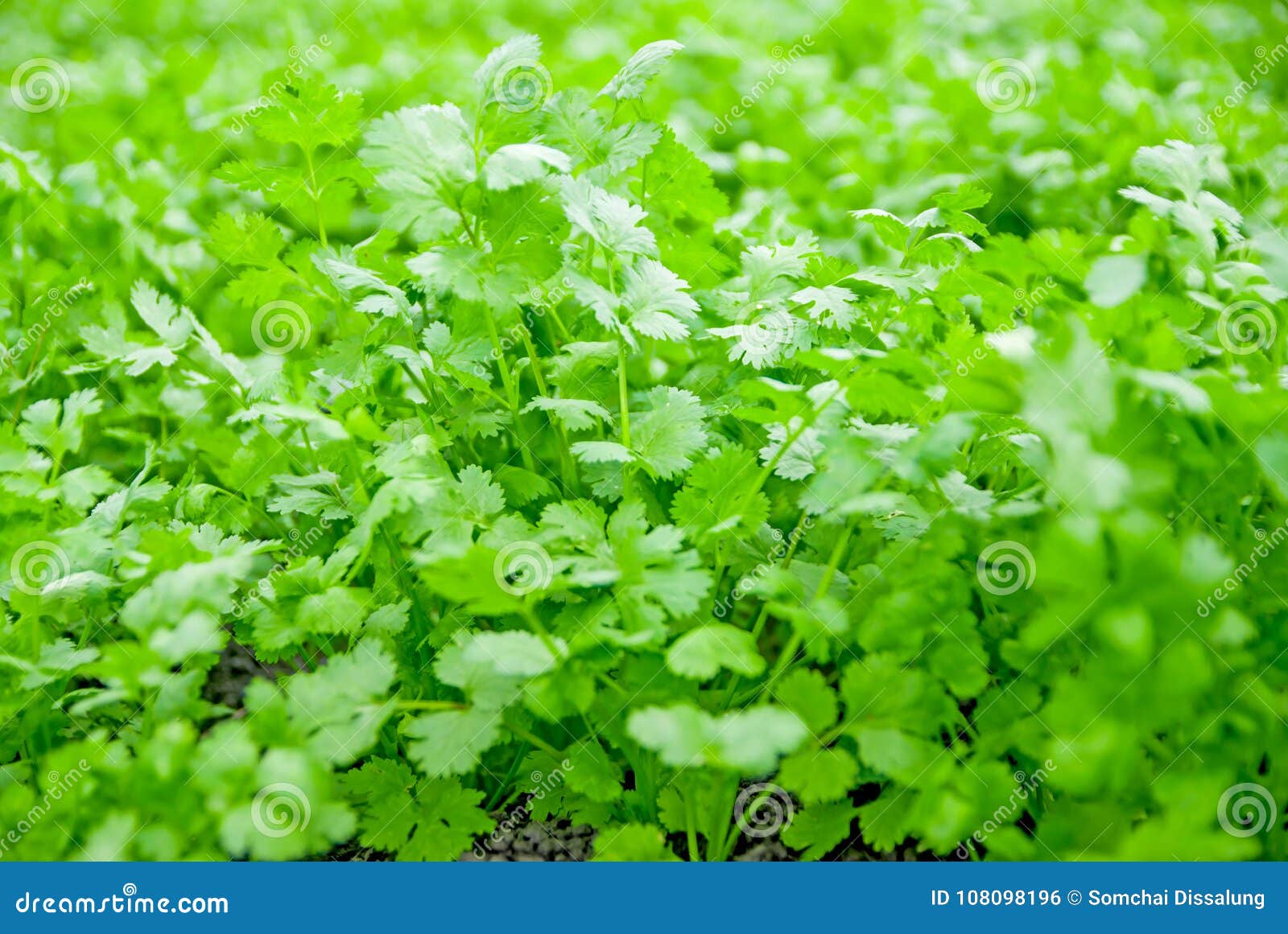 Coriander Thailand, Coriander in Thailand, Coriander in Asian Stock ...