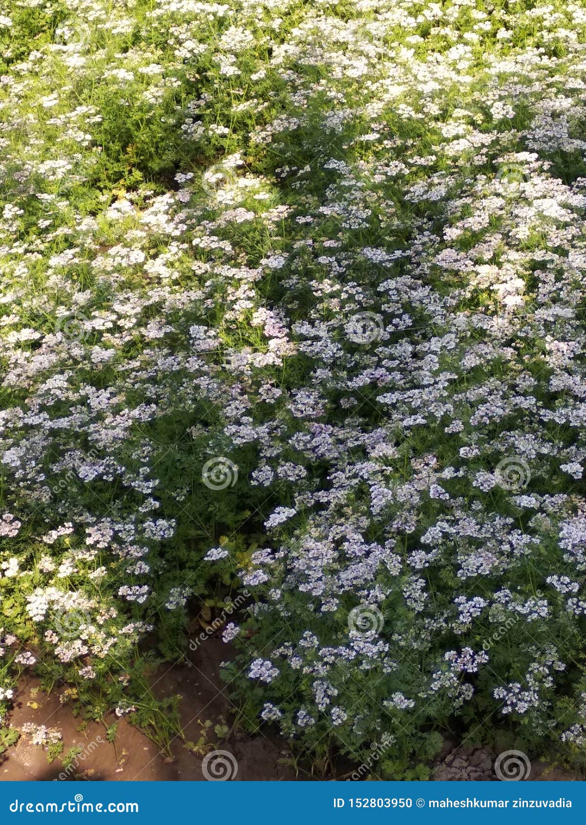 Coriander plant stock photo. Image of vegetables, whiteflower - 152803950