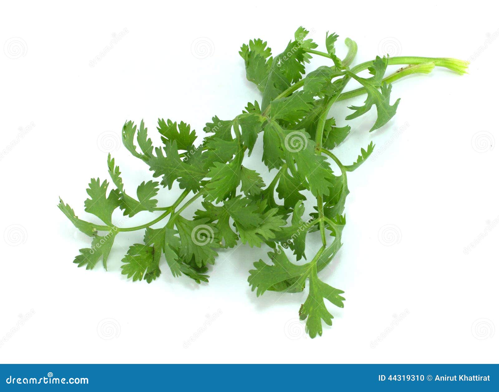 Coriander stock photo. Image of bundle, herb, freshness - 44319310
