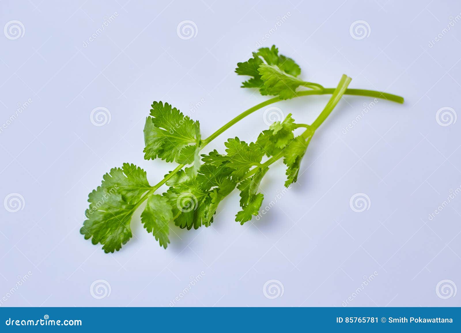 Coriander on White Background Stock Image - Image of healthy, cilantro ...