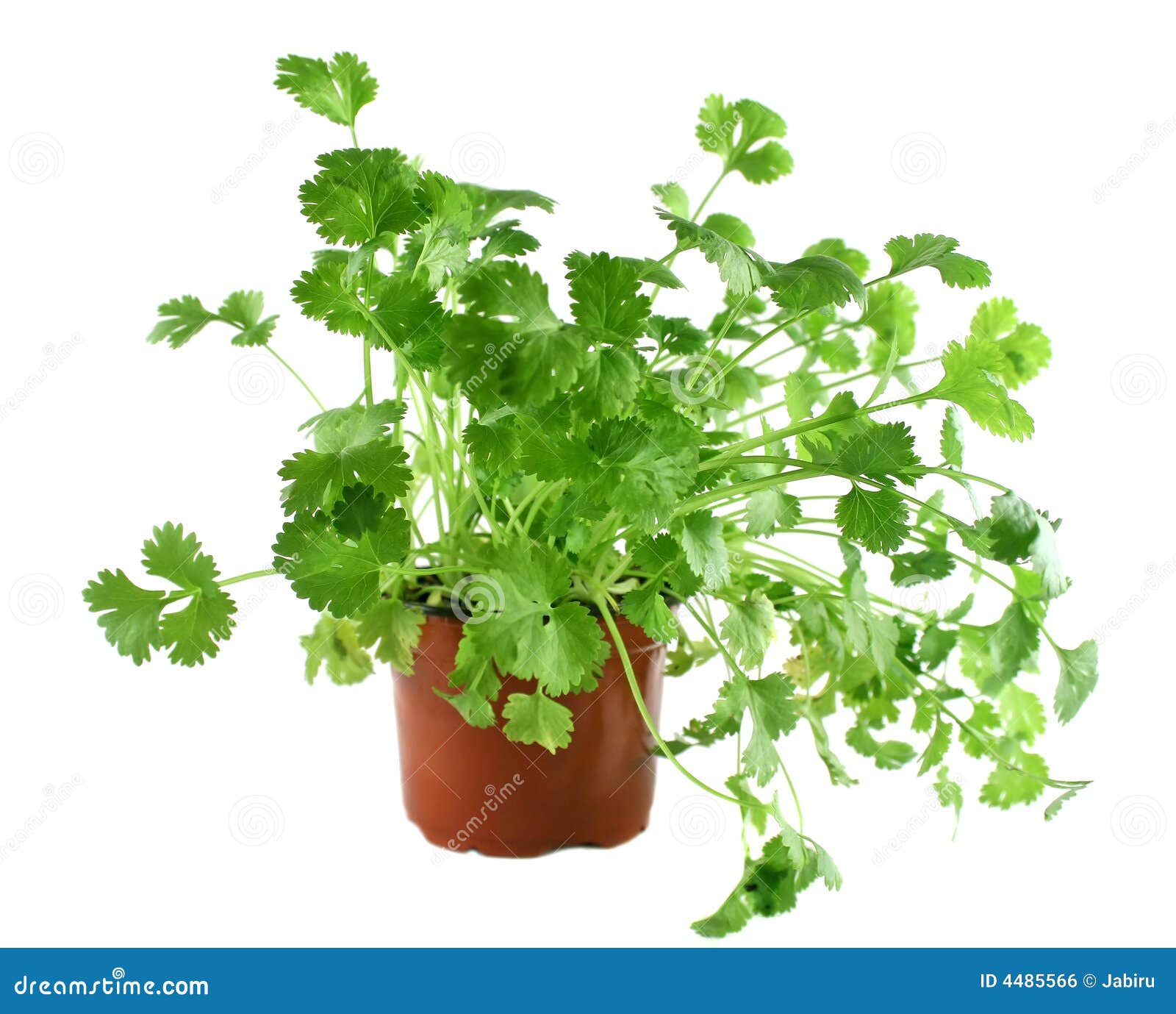 Coriandre Fraîche 1 D'herbes Photo stock - Image du herbe, vert: 4485566