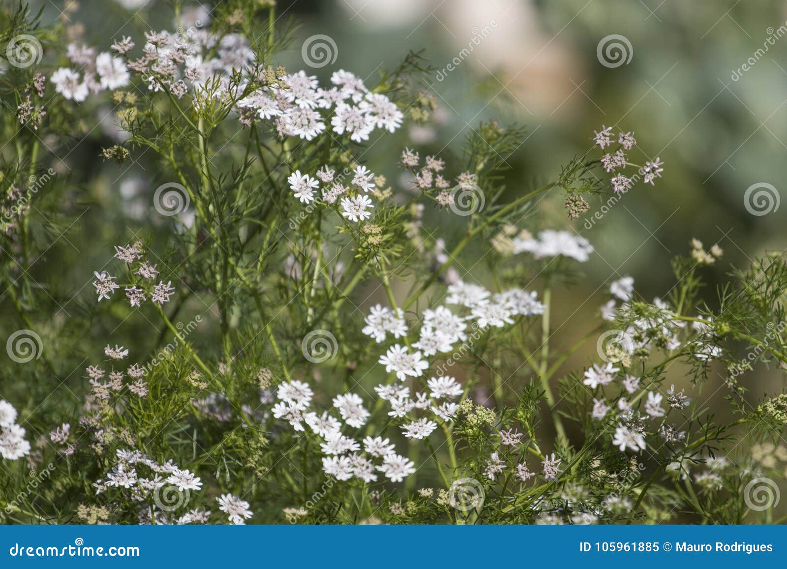 Coriandro (Coriandrum Sativum) Imagen de archivo - Imagen de hierba ...