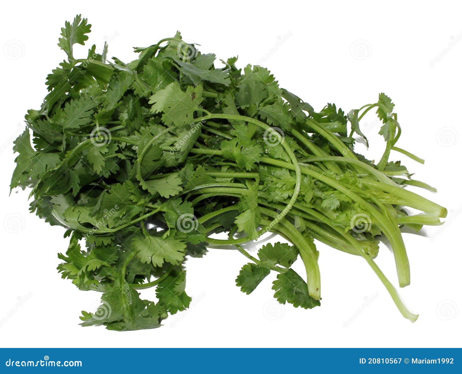 Coriandro o Cilantro imagen de archivo. Imagen de mexicano - 20810567