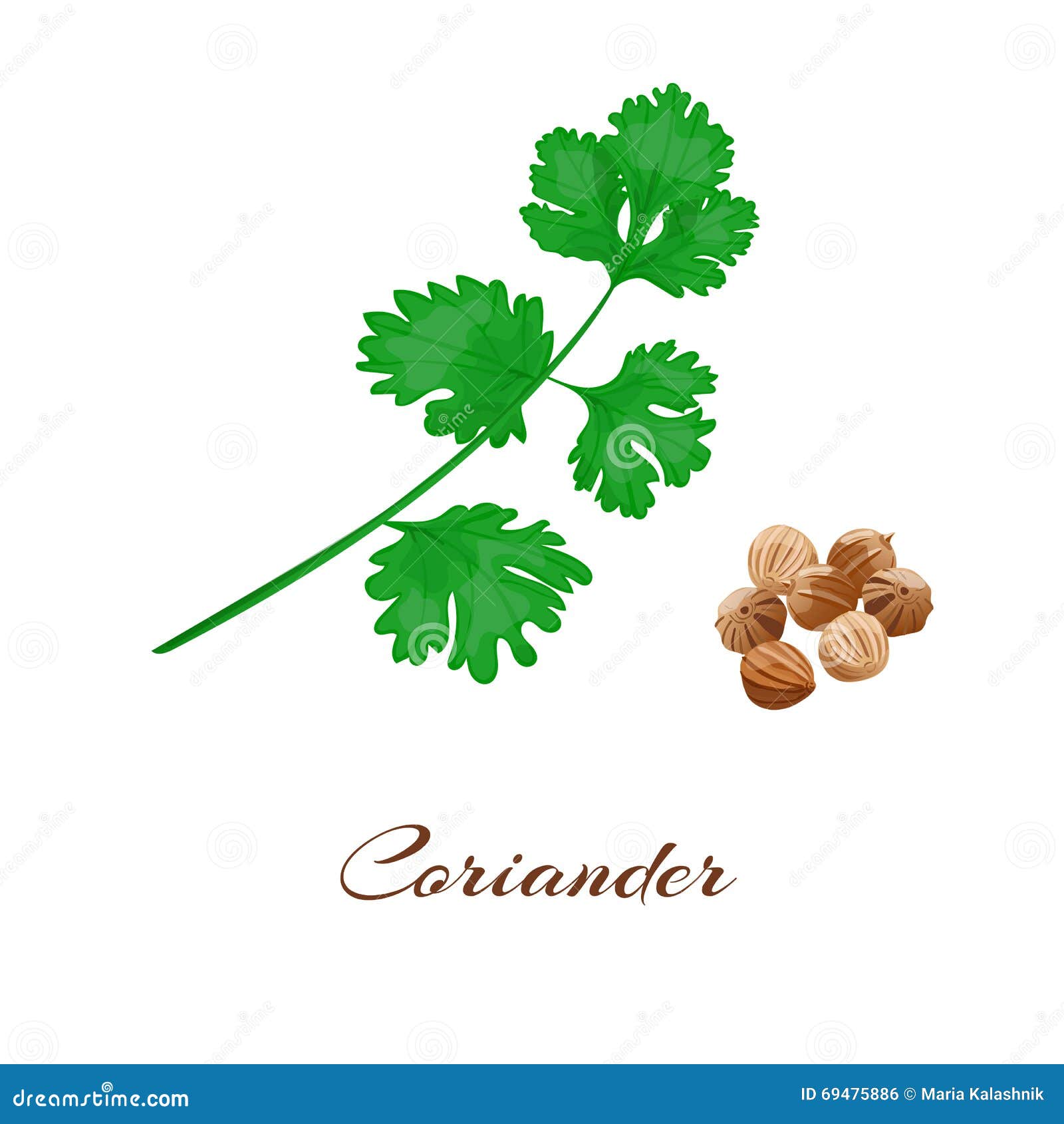 Coriandro o cilantro ilustración del vector. Ilustración de cilantro ...