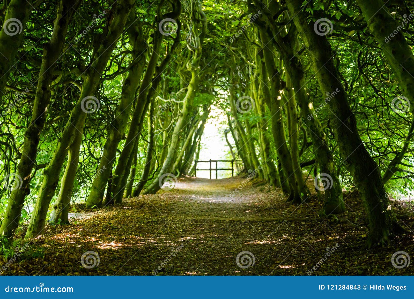 Coridor between trees stock image. Image of park, bush - 121284843