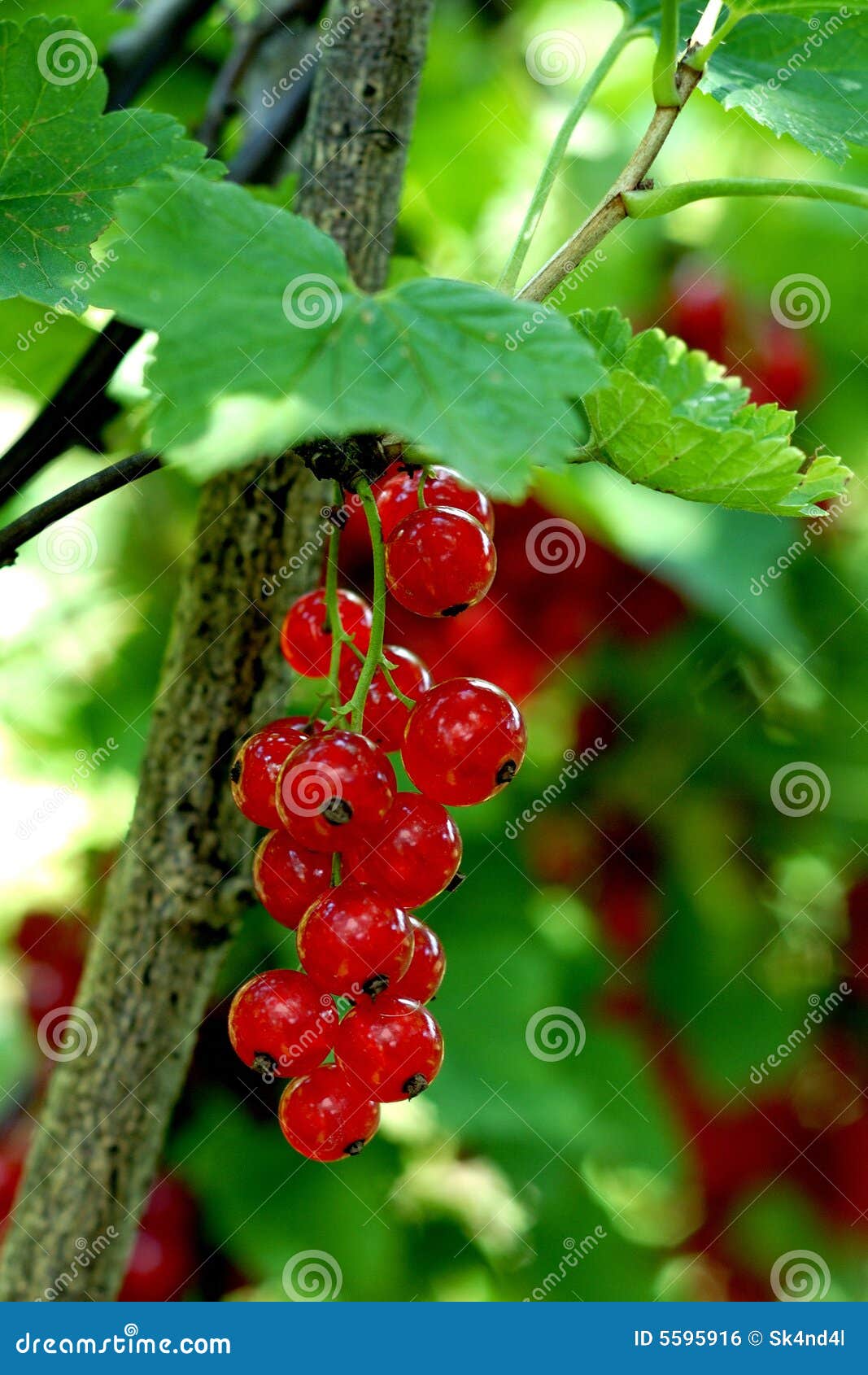 Corinthe photo stock. Image du nourriture, jardin, arbre - 5595916