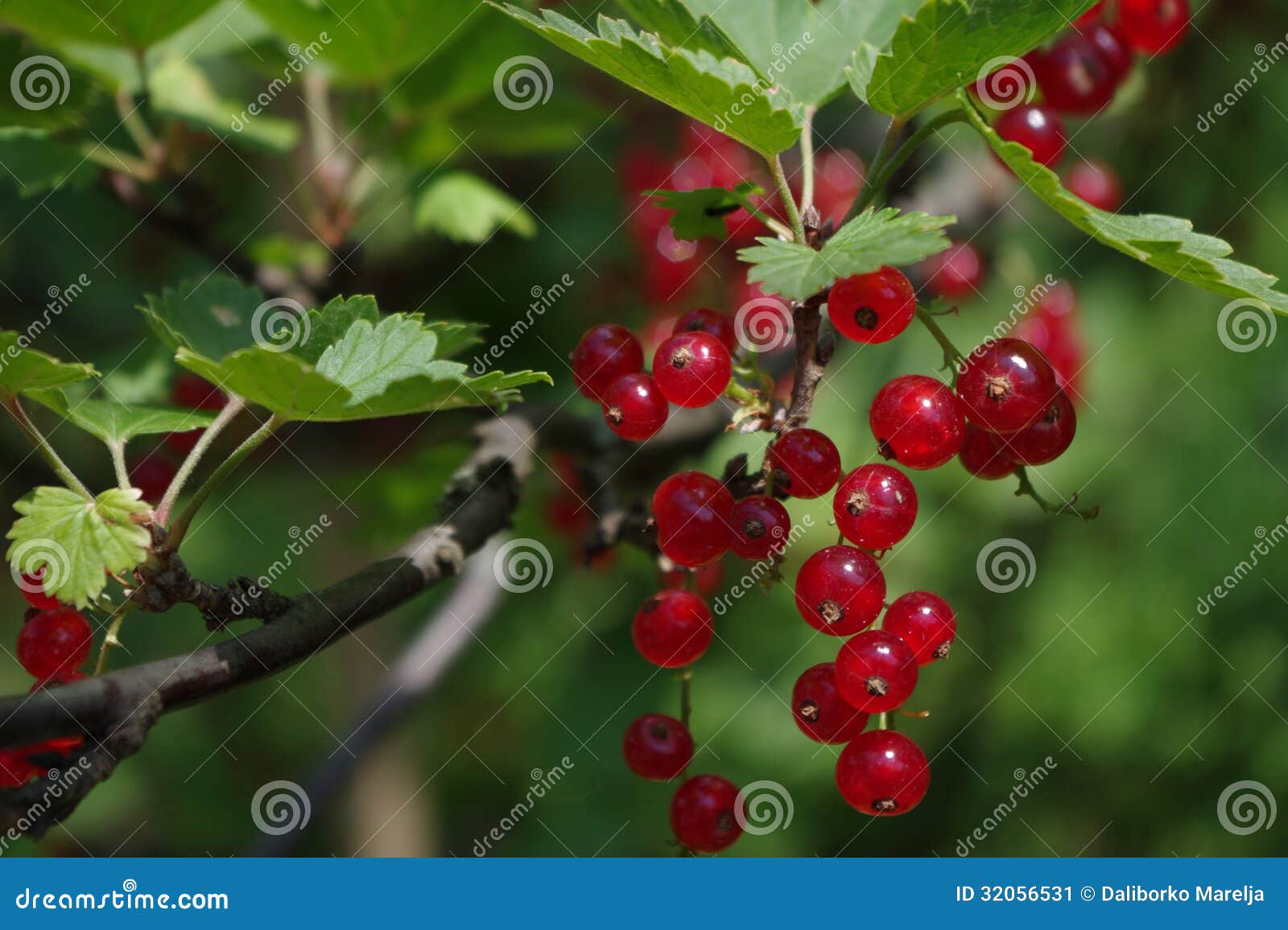 Corinto imagem de stock. Imagem de jardim, frutas, groselha - 32056531