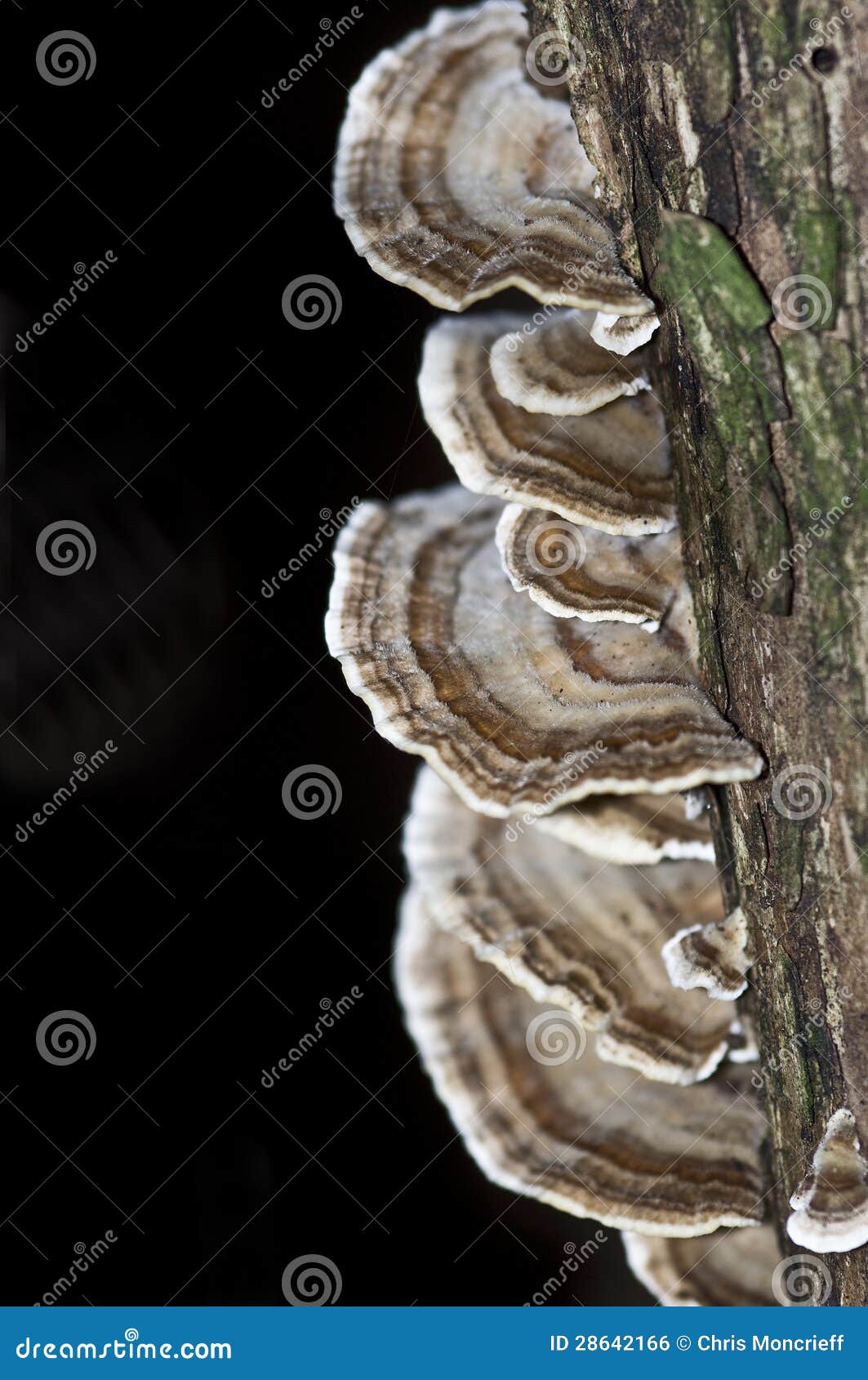 Coriolus Versicolor Fungus stock photo. Image of brown - 28642166