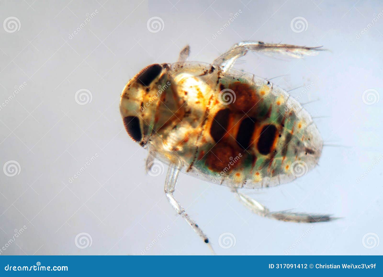 Corixidae Nymph Under the Microscope Stock Photo - Image of wild ...
