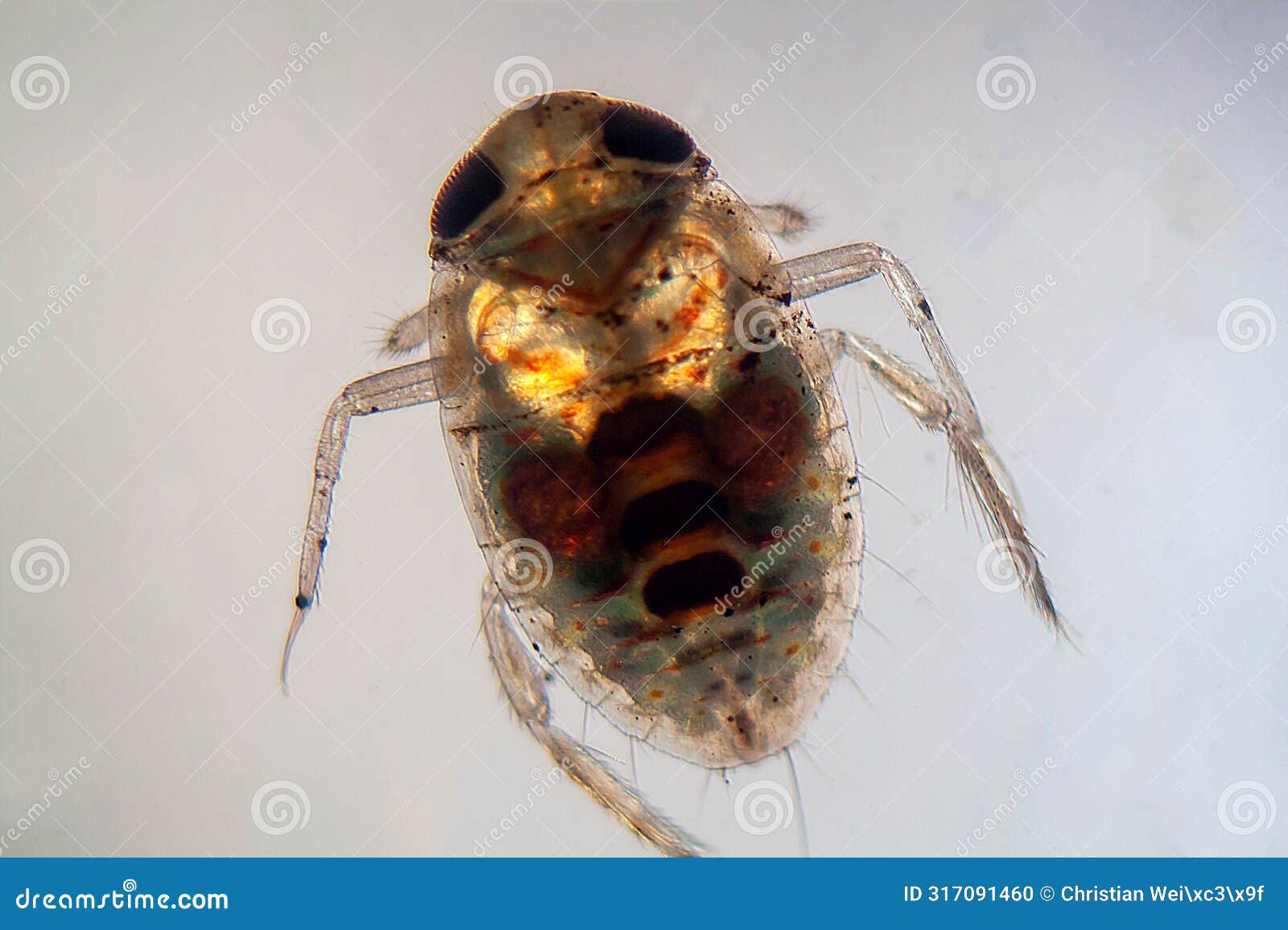 Corixidae Nymph Under the Microscope Stock Photo - Image of ...