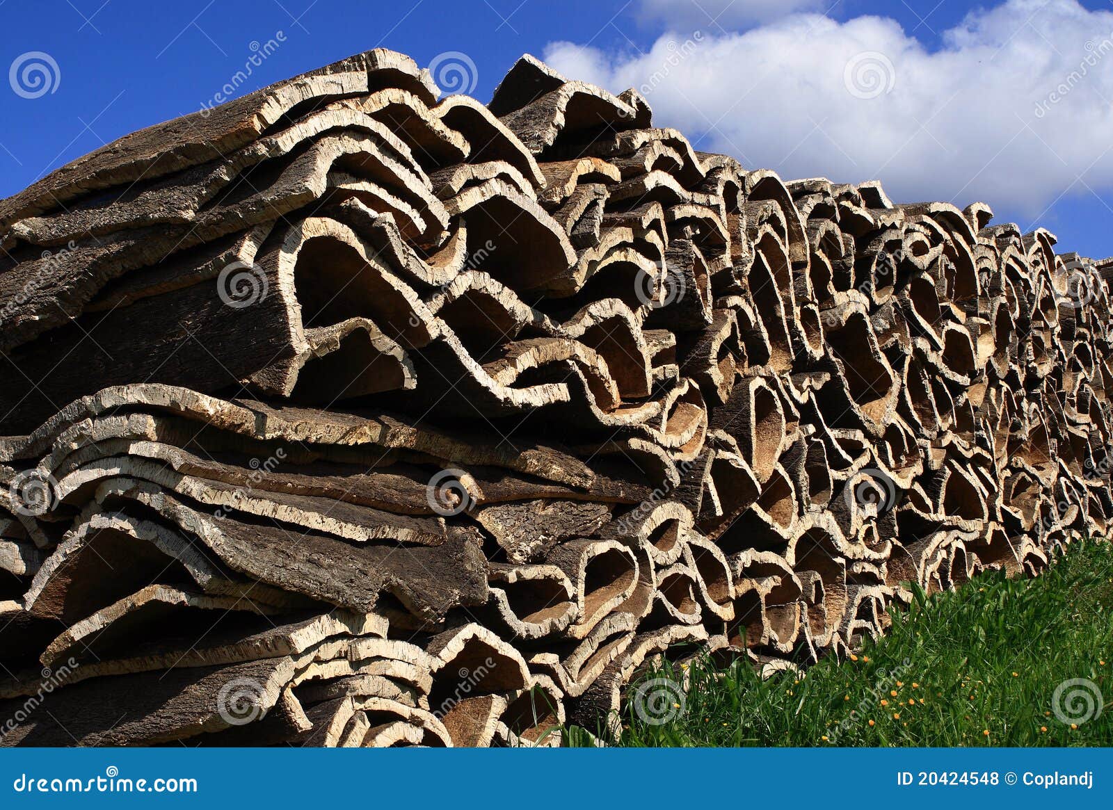 Cork bark 3 stock photo. Image of suber, ecological, cork - 20424548