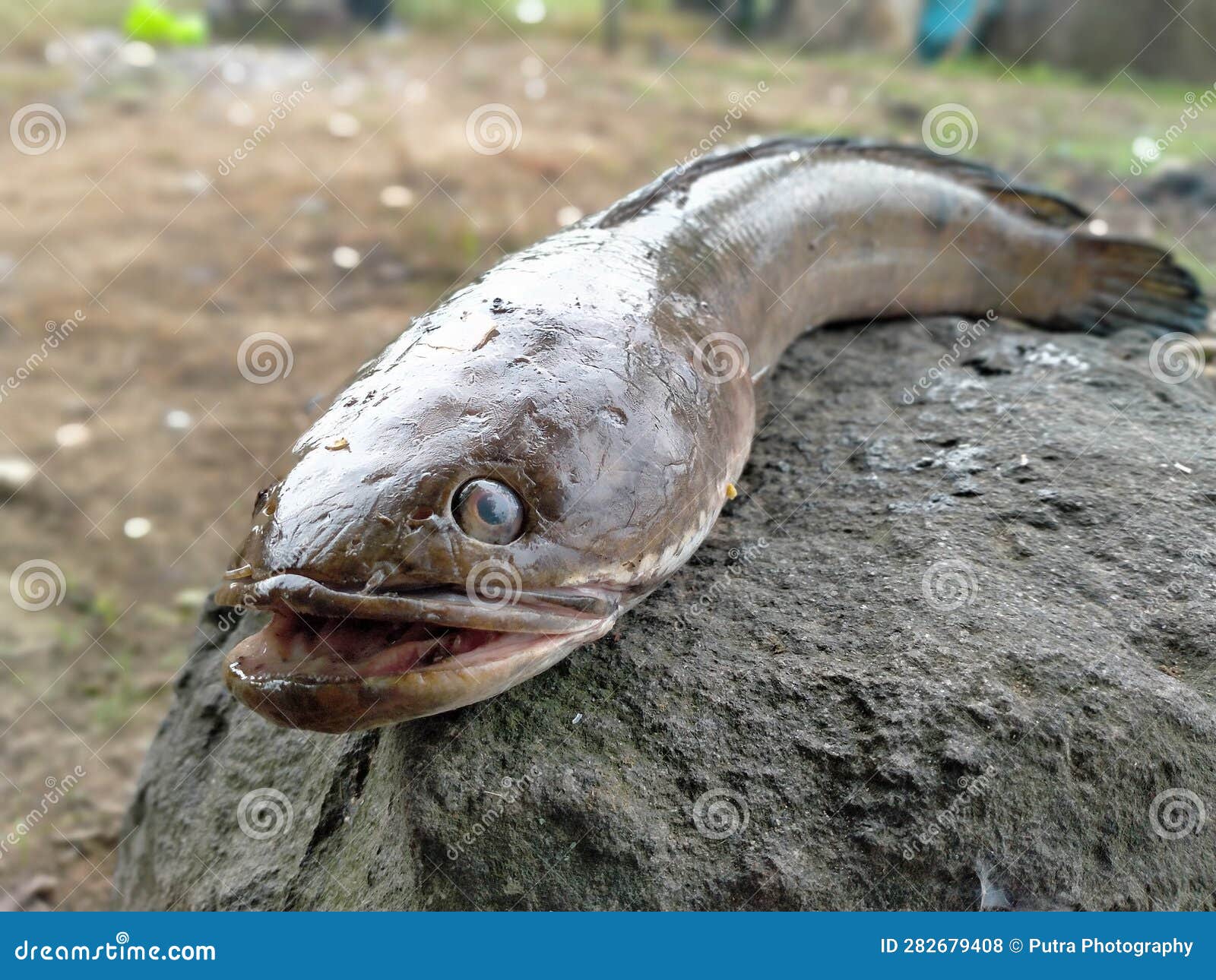 Cork Fish Inhabiting Swamps Stock Photo - Image of swamps, fish: 282679408