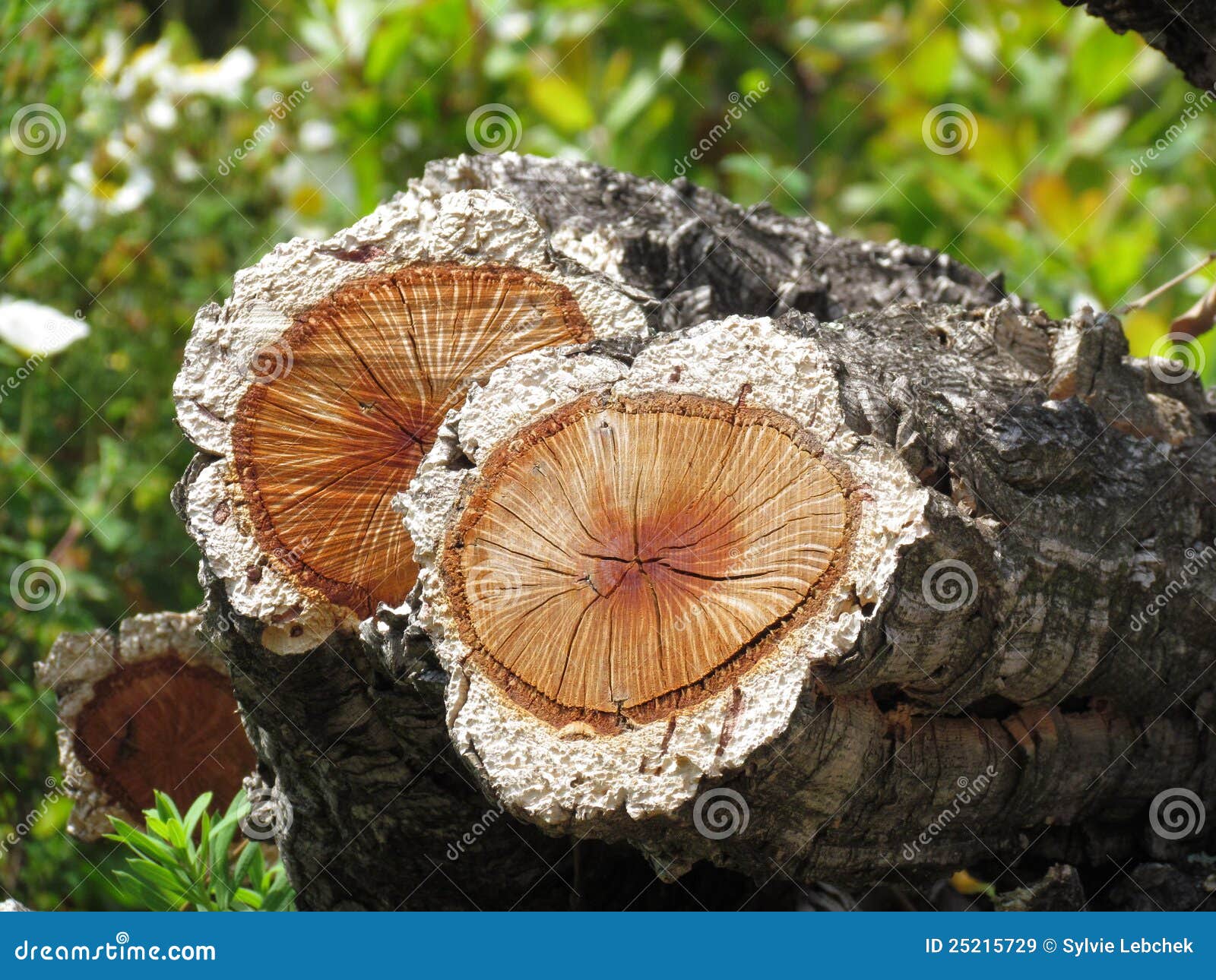Cork oak stock image. Image of cork, tree, materiel, nature - 25215729