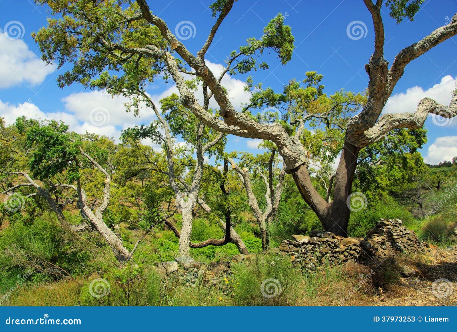 Cork oak stock image. Image of portugal, extremadura - 37973253