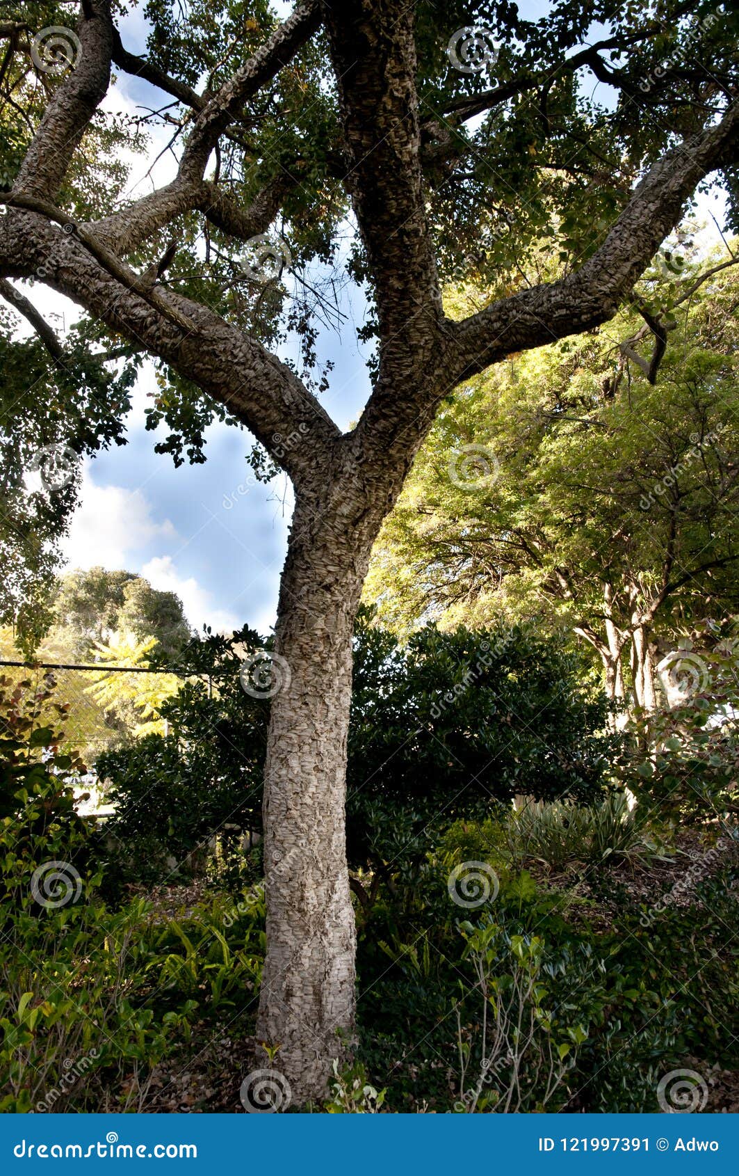 Cork Oak Tree stock image. Image of trunk, roots, suber - 121997391