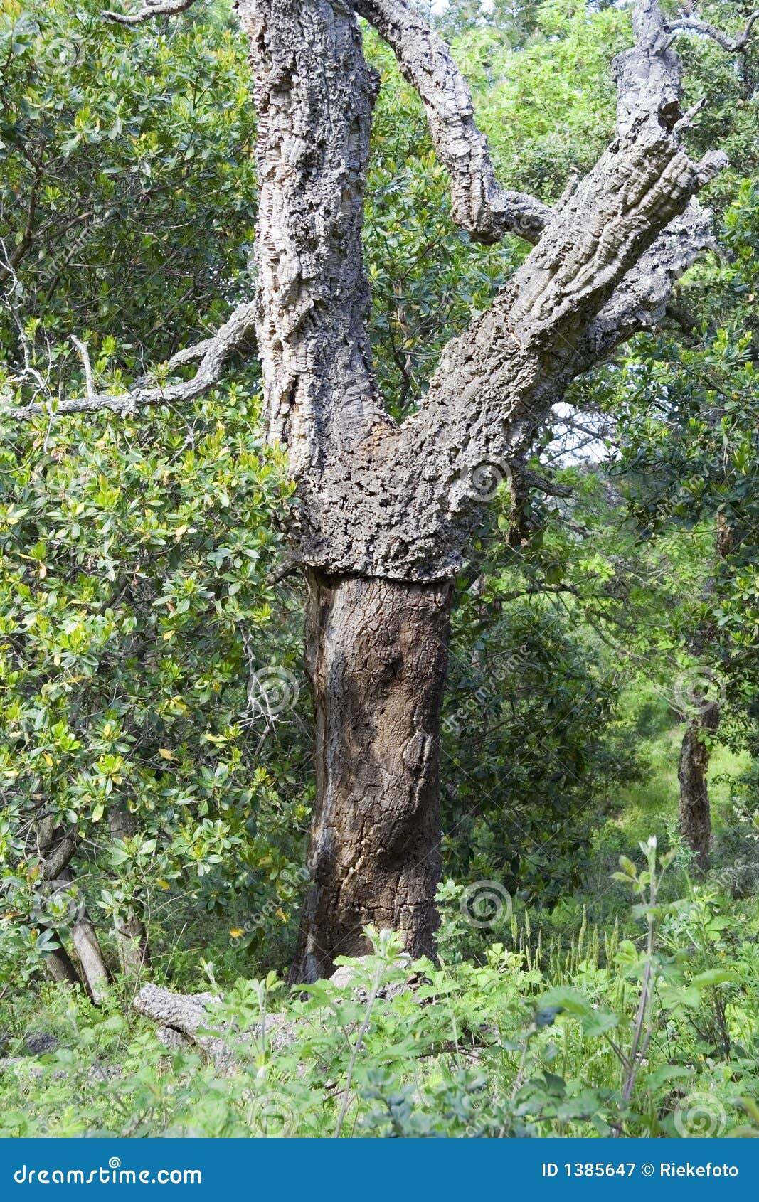 Cork oak tree without bark stock image. Image of french - 1385647