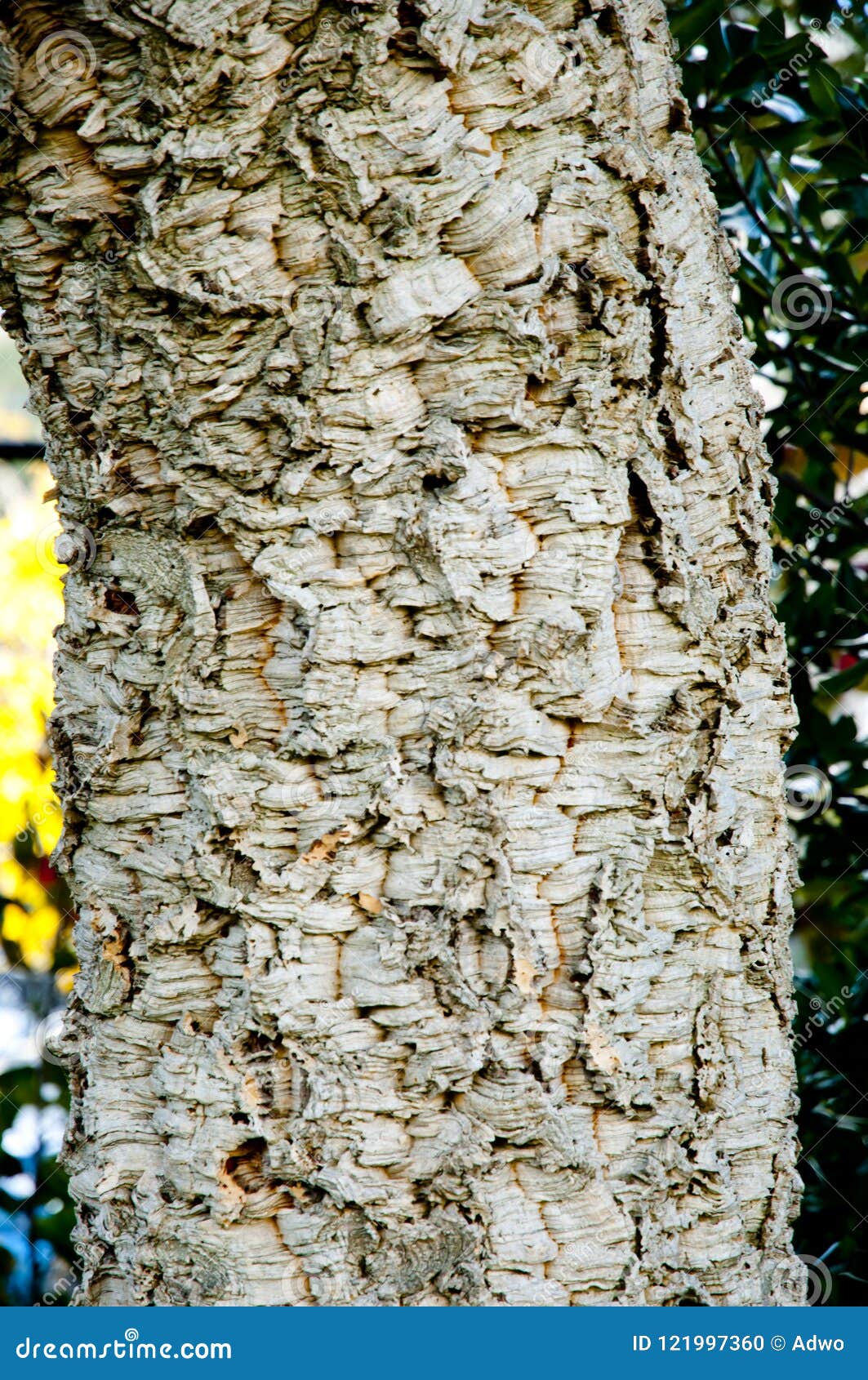 Cork Oak Tree stock photo. Image of natural, cork, europe - 121997360