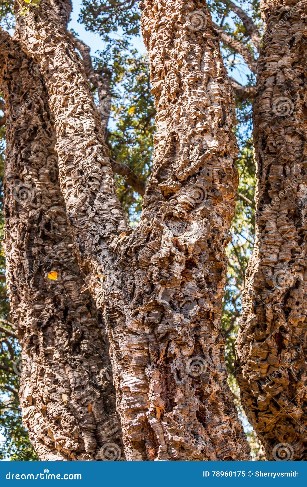 Cork Oak Trees in a Forest stock image. Image of mediterranean - 78960175