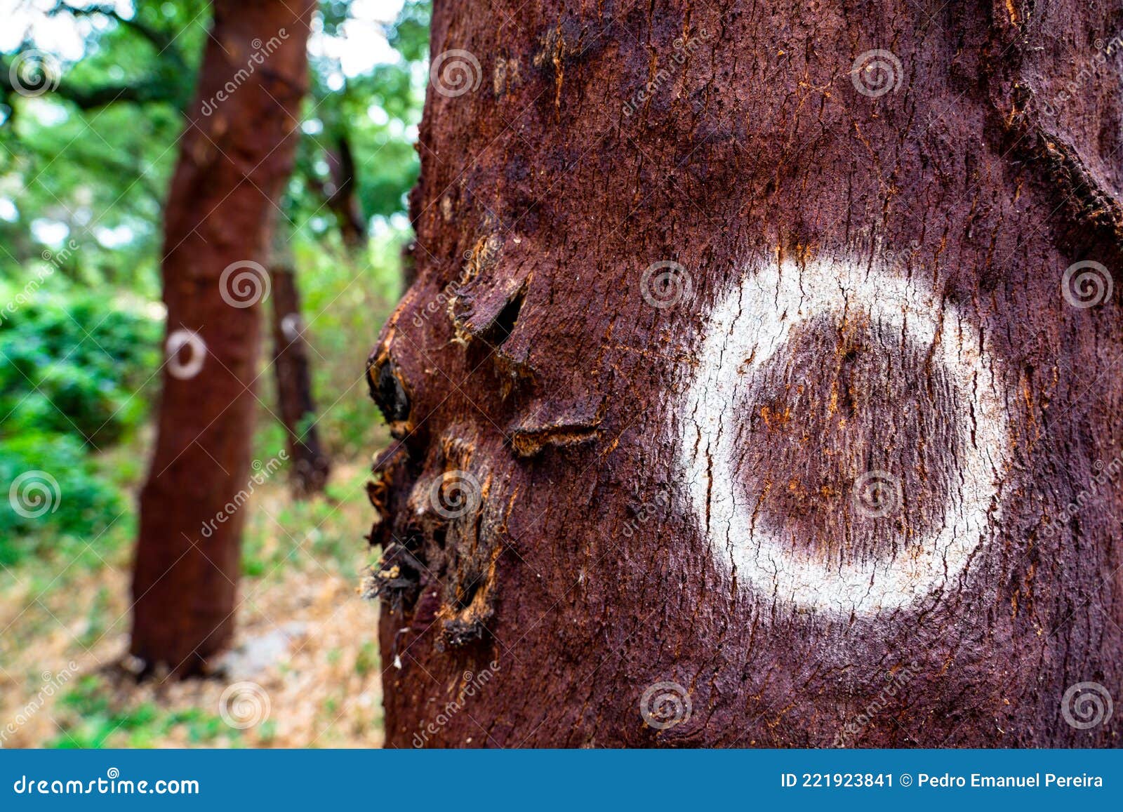 Cork Oak Trees with Trunk in the Foreground with Number Zero. All ...