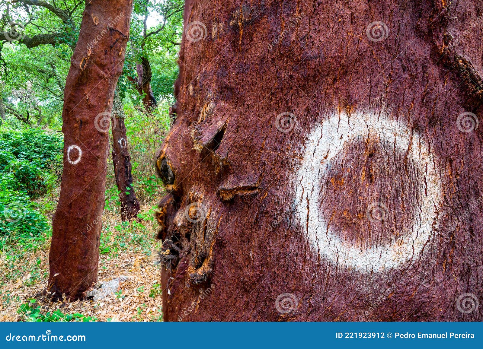 Cork Oak Trees with Trunk in the Foreground with Number Zero. All ...