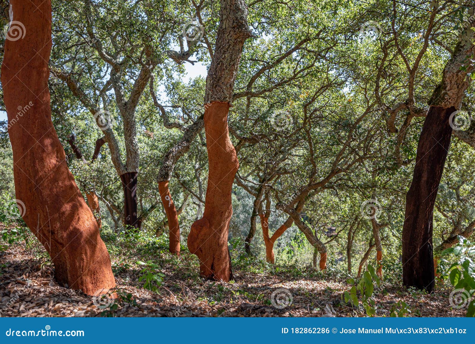 Cork Tree in Cultivated Forest Stock Photo - Image of wood, woodland ...