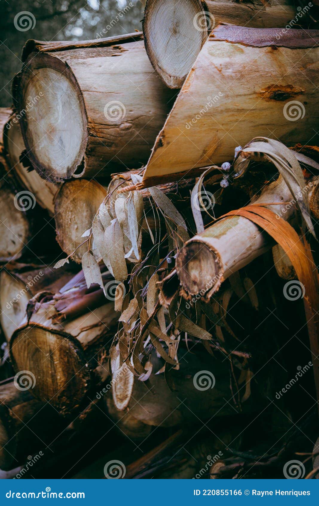 Cork Tree Logs Walpaper Backround Stock Photo - Image of nature ...