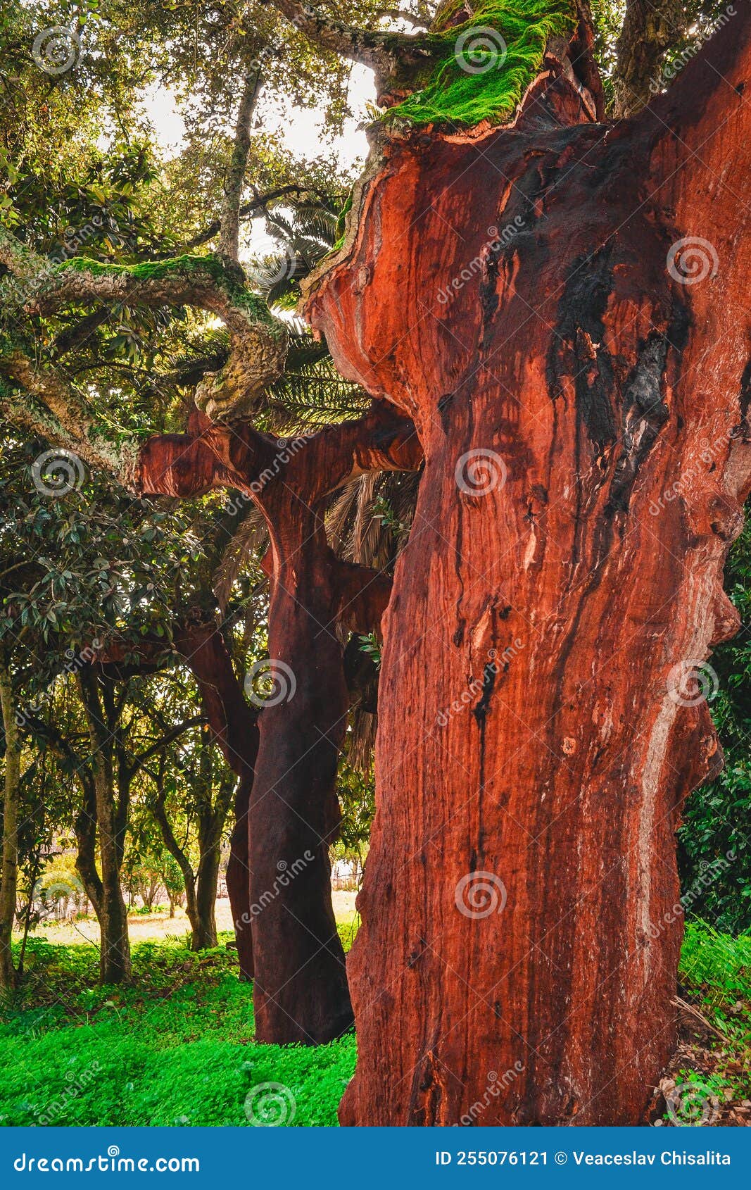Cork Tree after Removing the Bark. Stock Image - Image of natural ...