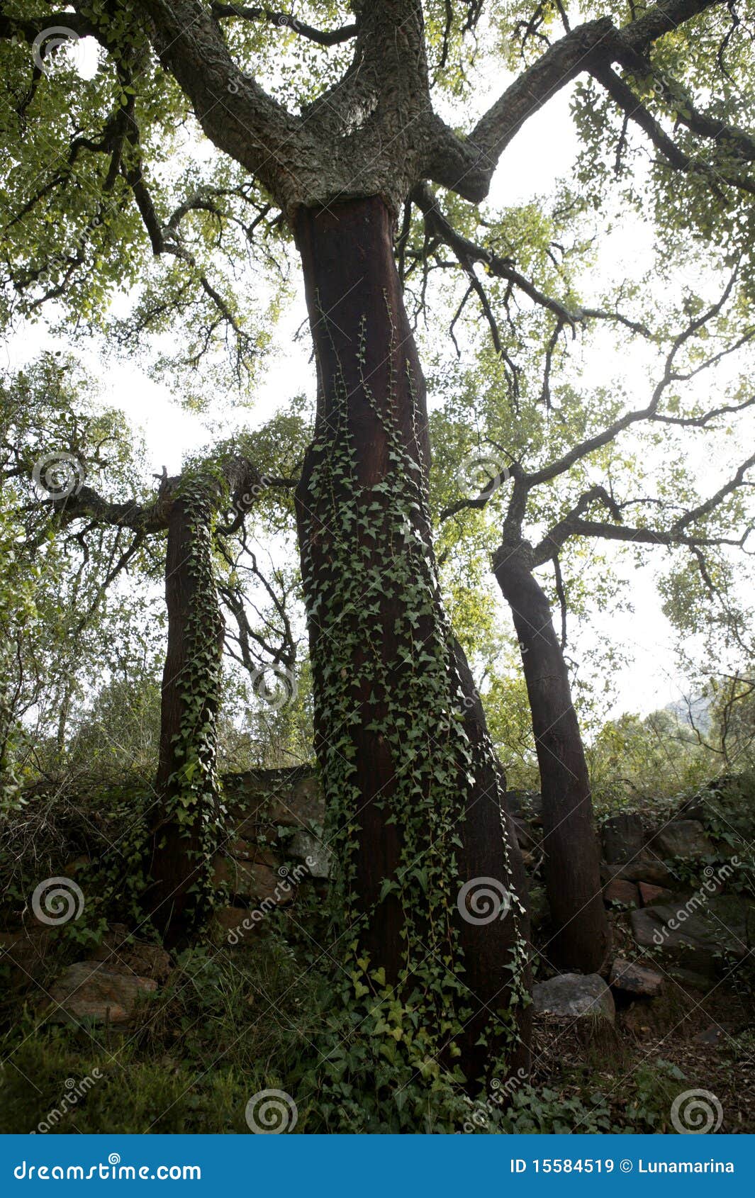 Cork Trees. Cork Removed In 2000. Number 0 Written On The Trunk ...