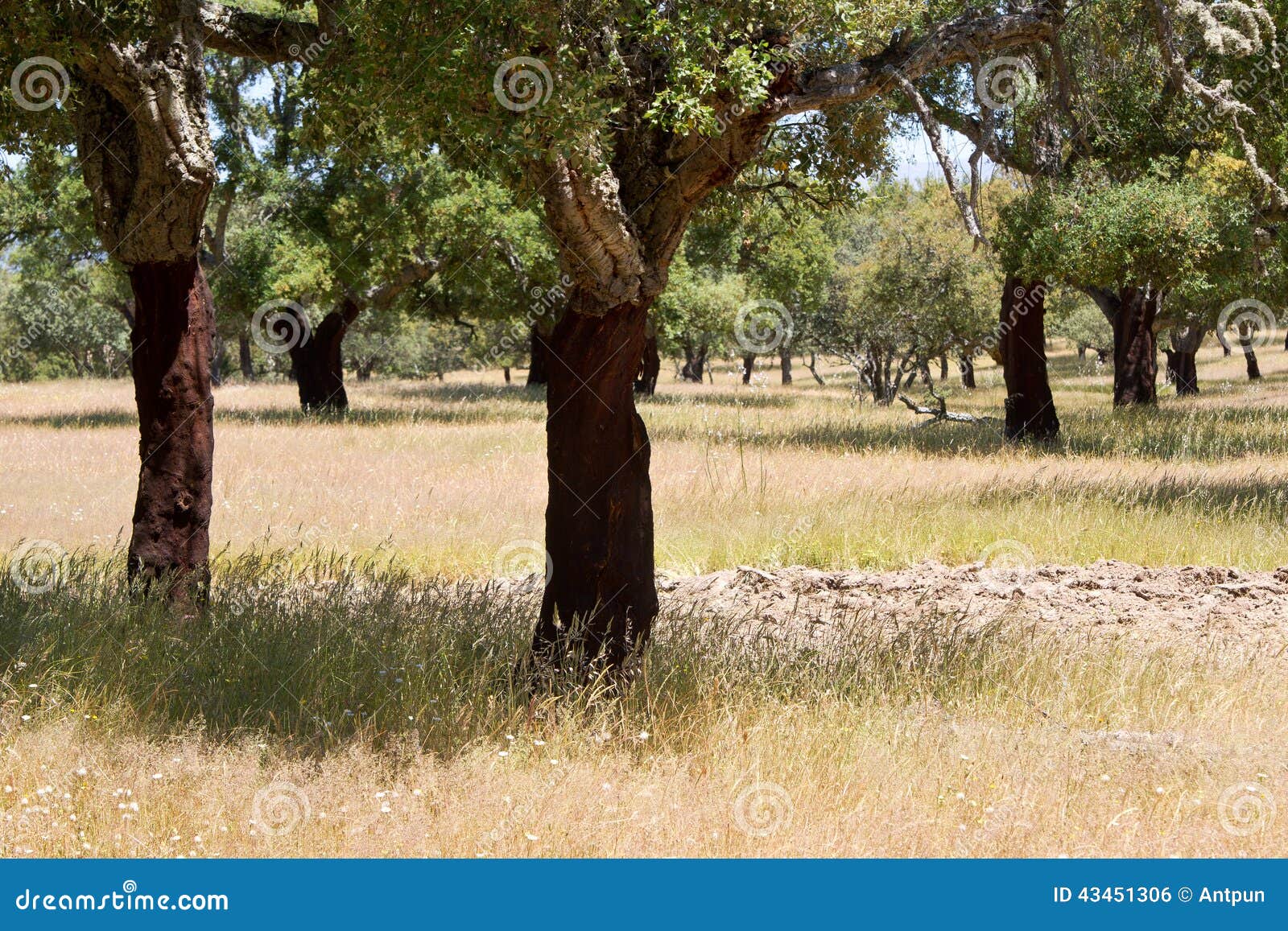 Cork trees forest stock photo. Image of tourism, sunny - 43451306