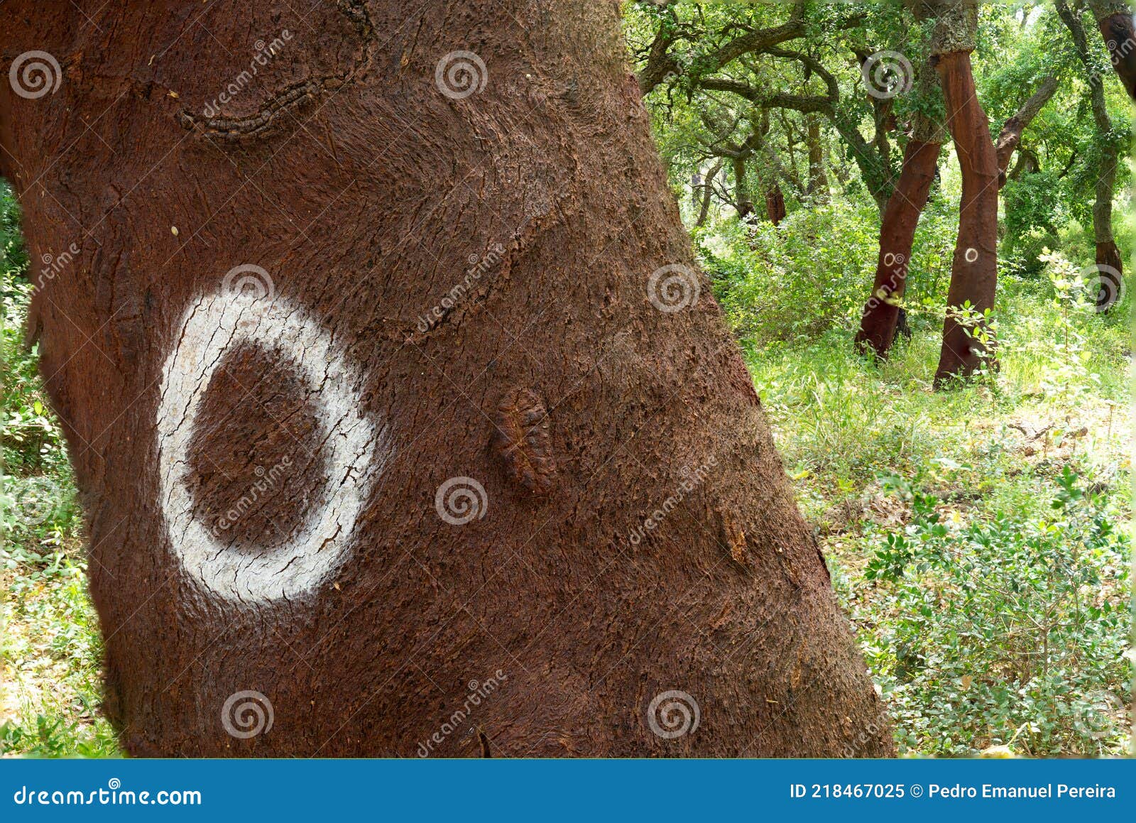 Cork Trees. Cork Removed in 2000. Number 0 Written on the Trunk Stock ...