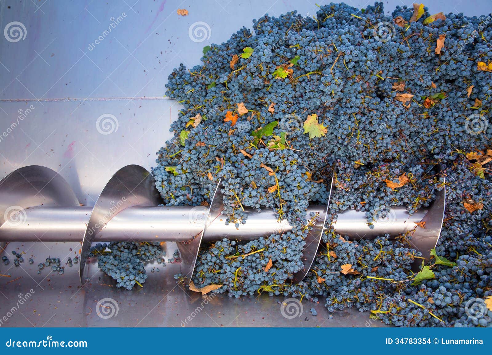 Corkscrew Crusher Destemmer Winemaking with Grapes Stock Photo - Image ...