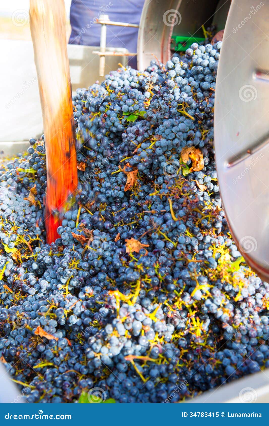Corkscrew Crusher Destemmer Winemaking with Grapes Stock Image - Image ...