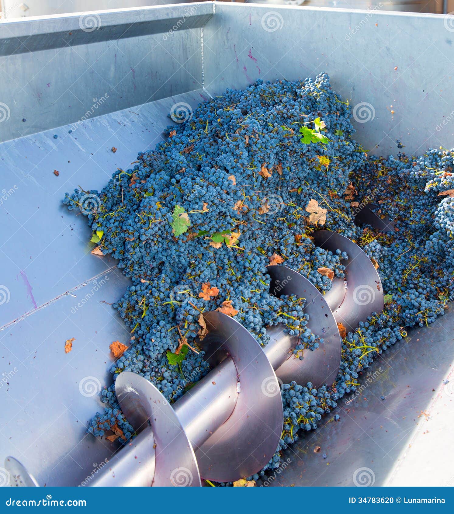 Corkscrew Crusher Destemmer Winemaking with Grapes Stock Photo - Image ...