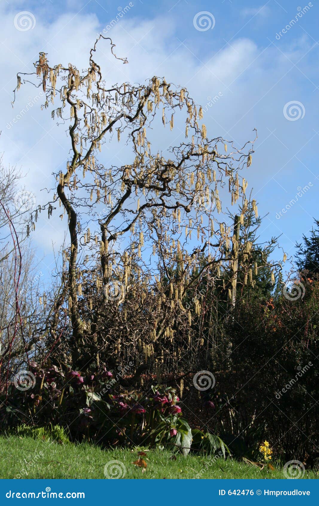 Corkscrew hazel tree stock photo. Image of walking, gasrden - 642476