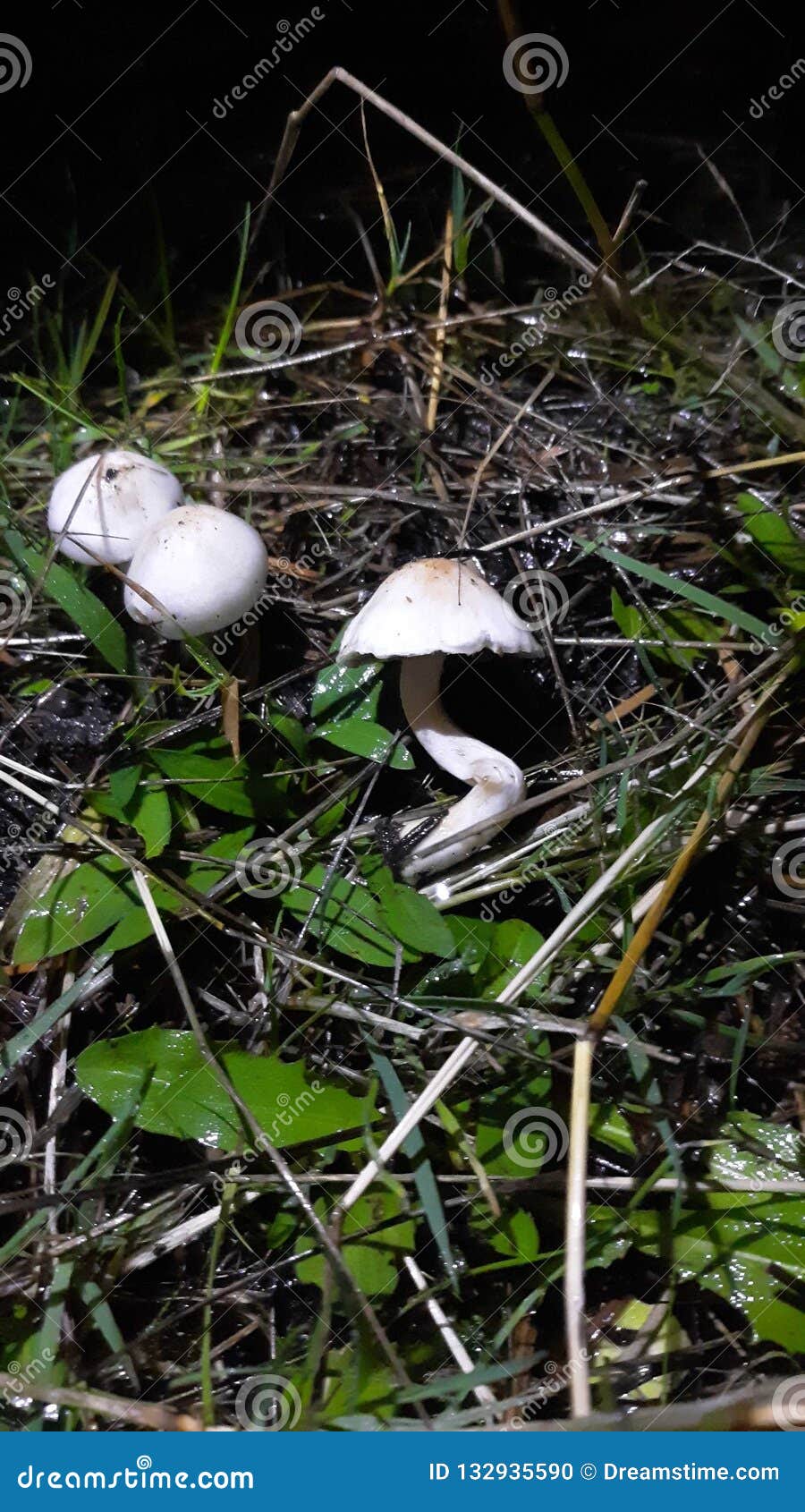 Curly Cue stock photo. Image of curly, mushroom, corkscrew - 132935590
