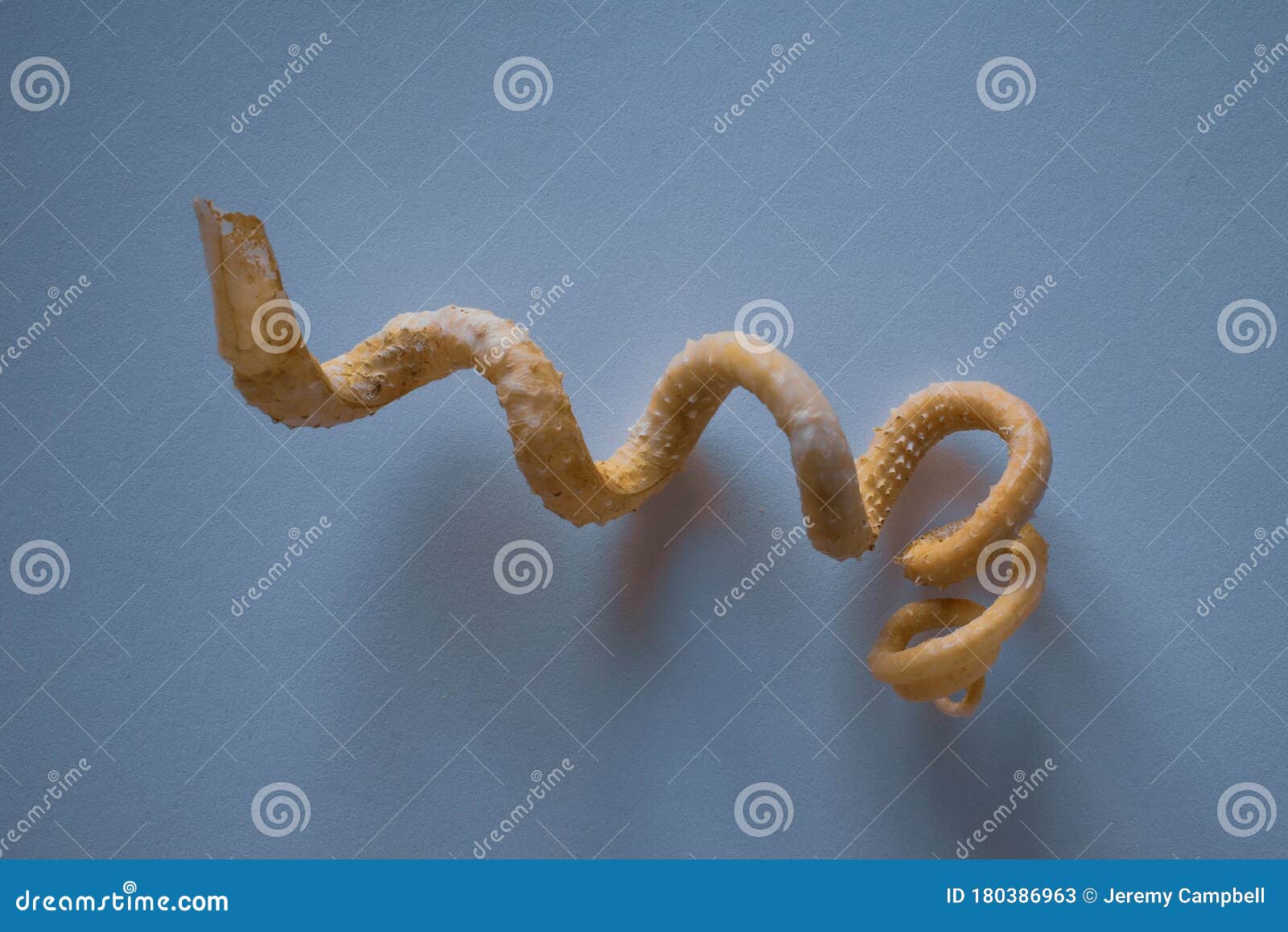 Corkscrew Tube Worm Seashell Stock Image - Image of ocean, slit: 180386963