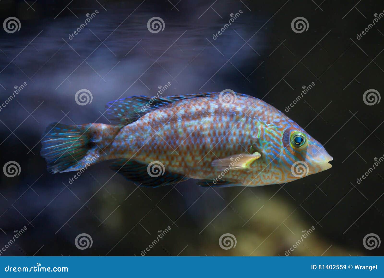 Corkwing Wrasse Symphodus Melops. Stock Image - Image of symphodus ...