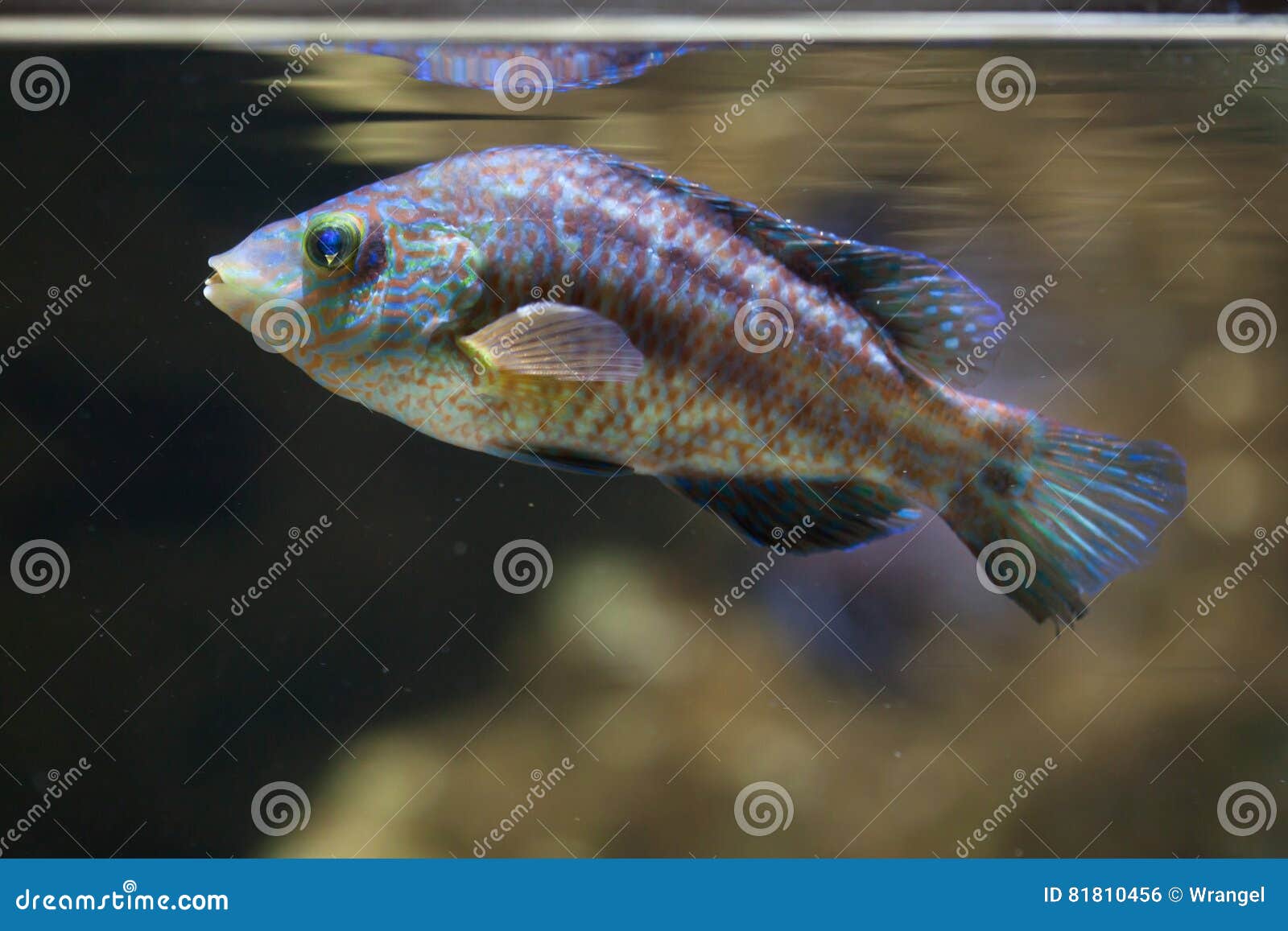 Corkwing Wrasse Symphodus Melops. Stock Photo - Image of fish, aquarium ...