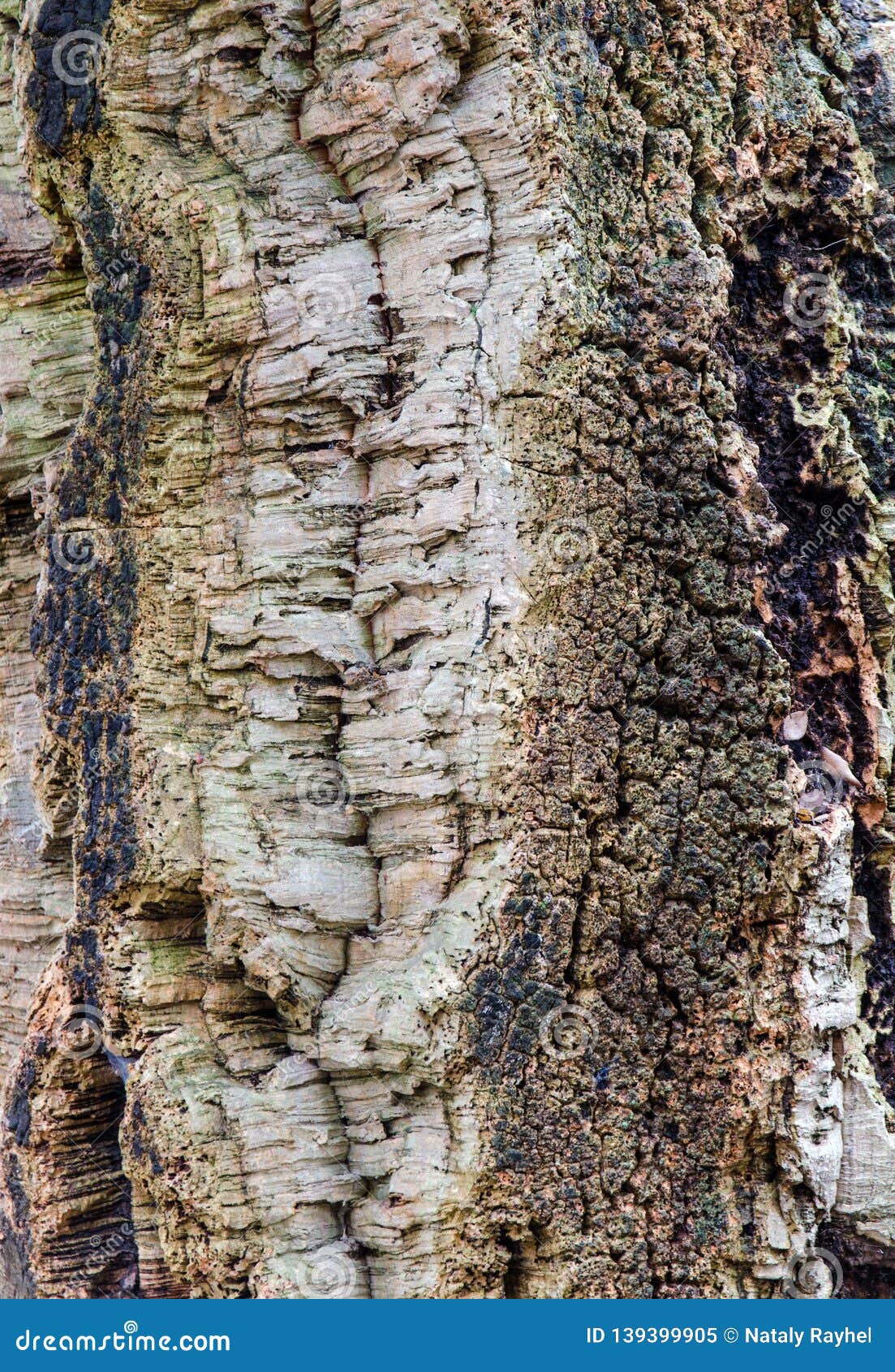 Corkwood tree bark stock image. Image of rough, stack - 139399905