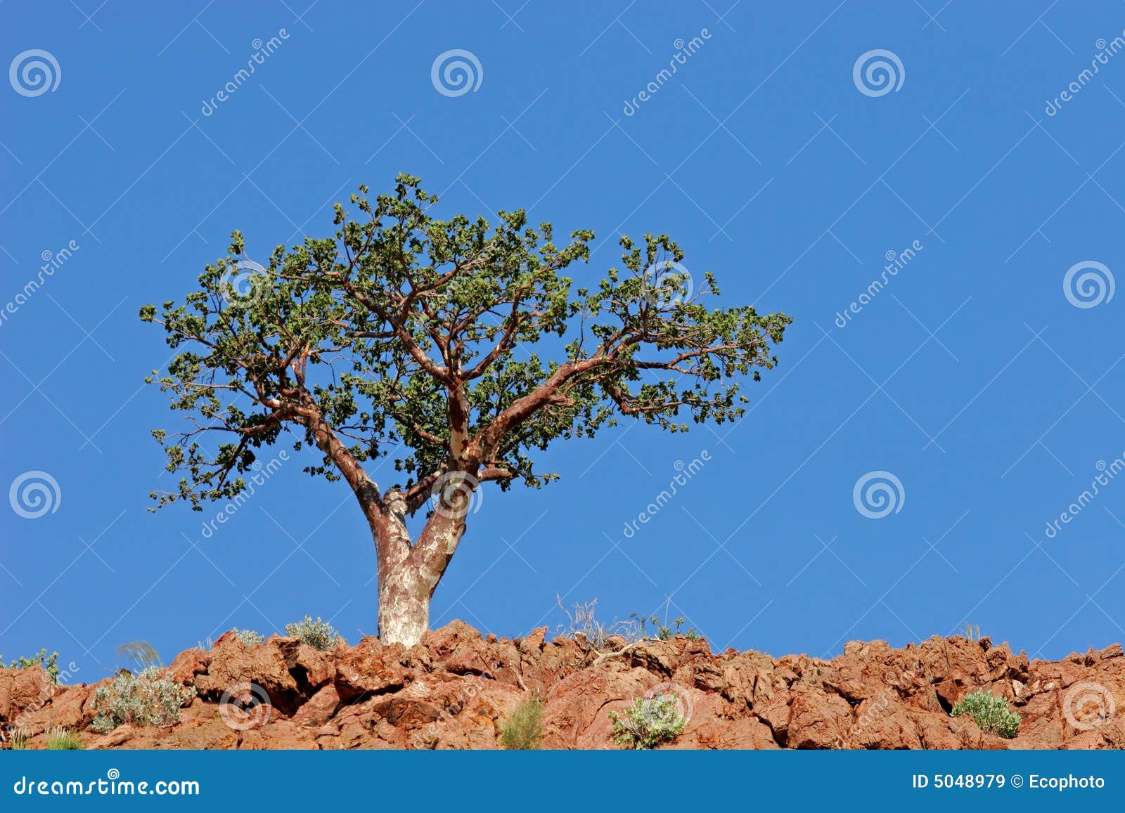 Corkwood Tree, Namibia, Southern Africa Stock Image - Image of namibia ...