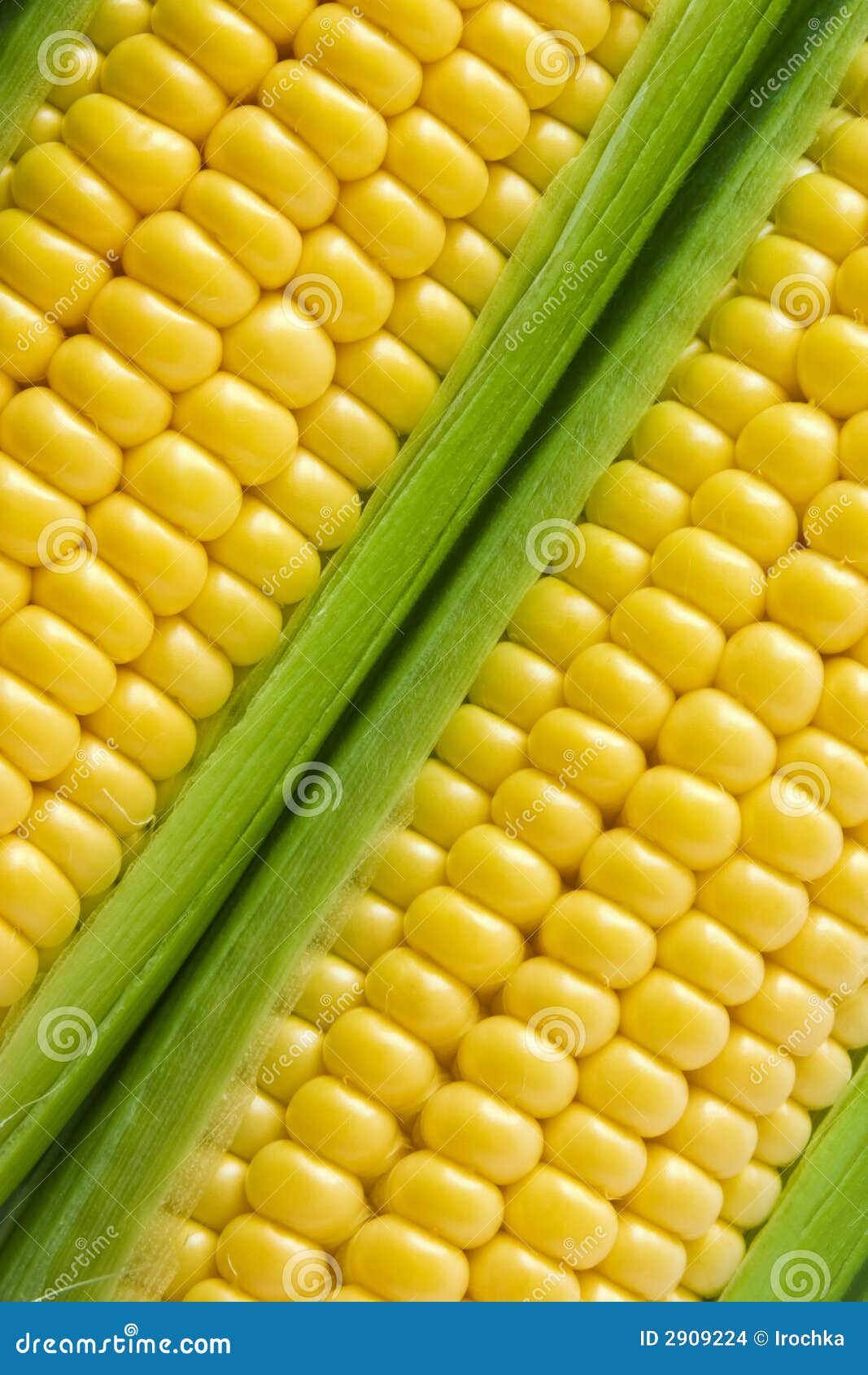 Corm on the cob stock photo. Image of vegetables, closeup - 2909224