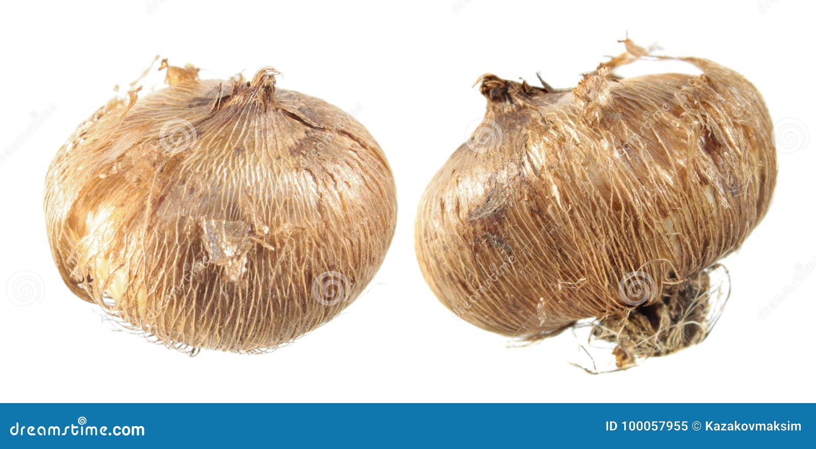 Corm of Crocus Isolated on White Background. Bulb of Crocus Sativus ...