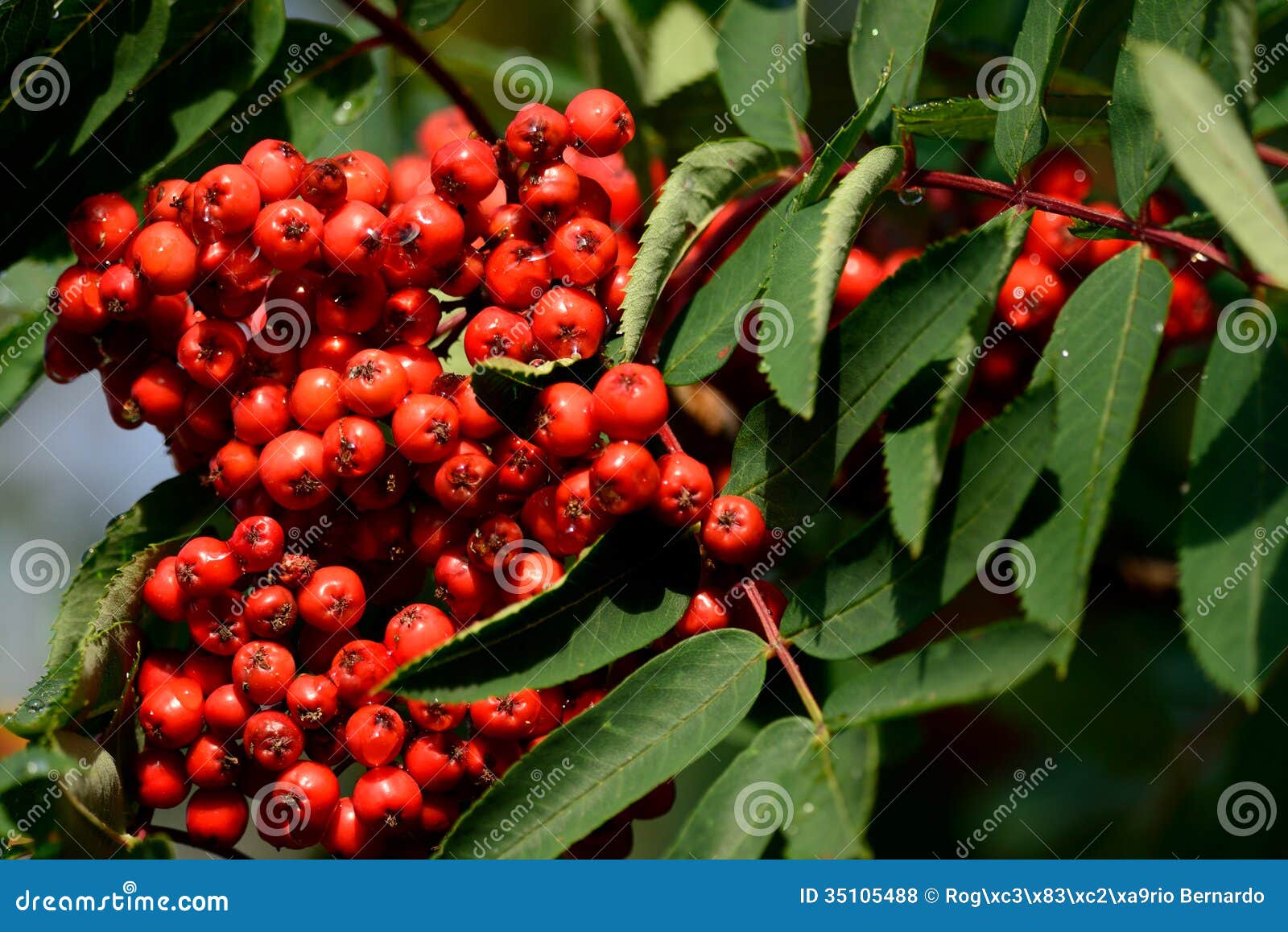 Cormier photo stock. Image du américain, lames, buisson - 35105488