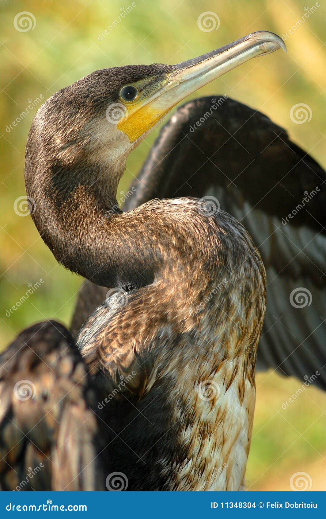 Cormoran stock photo. Image of marine, river, seabirds - 11348304